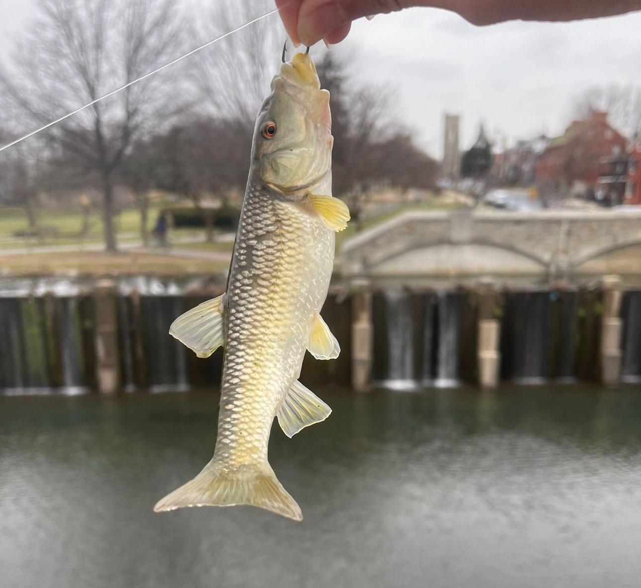 Need help identifying fish. Creek chub? River chub? Fall fish? Bluehead chub? (Frederick MD ...