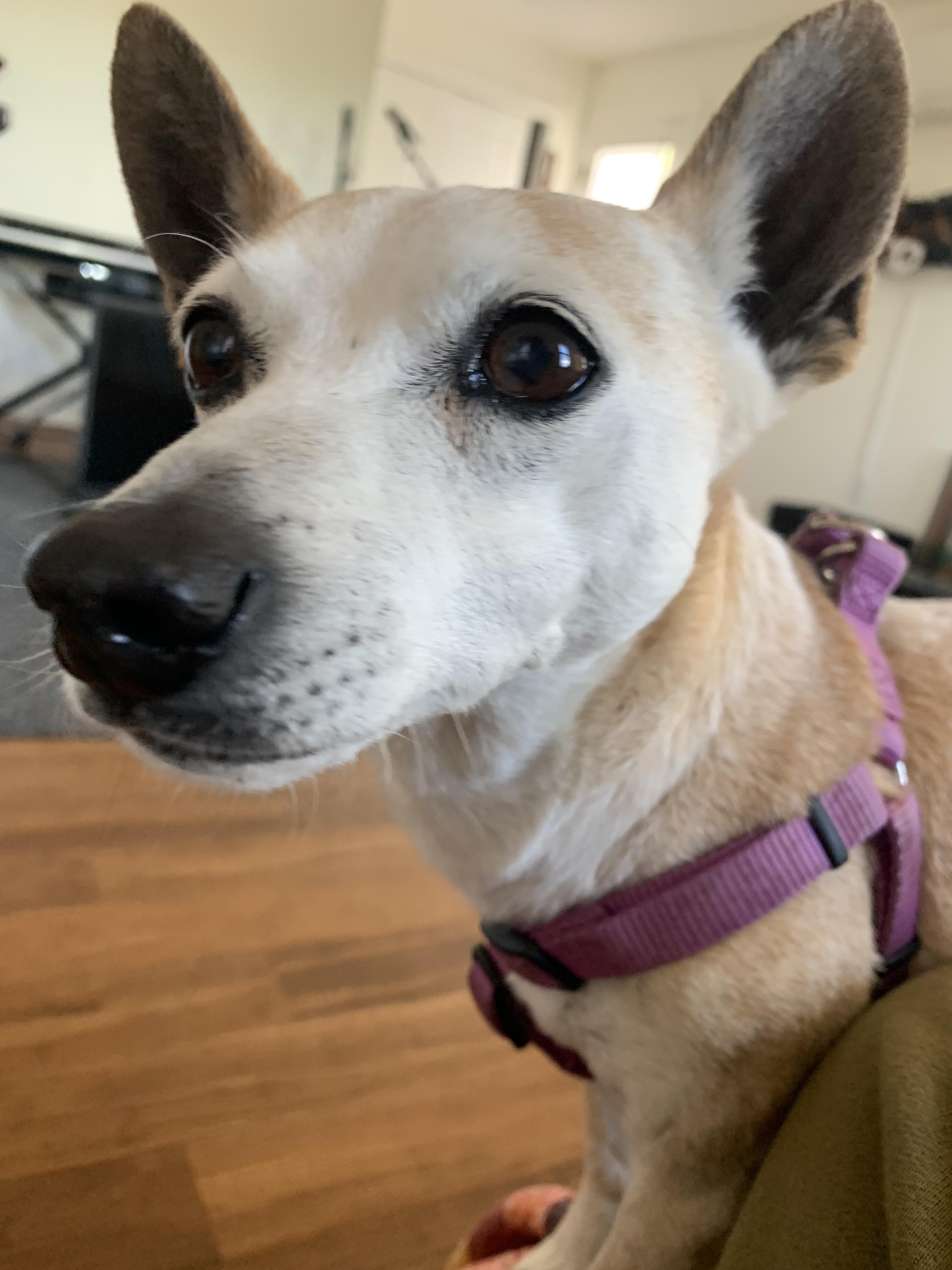 I’ve always thought my dog looks easy to draw | Scrolller