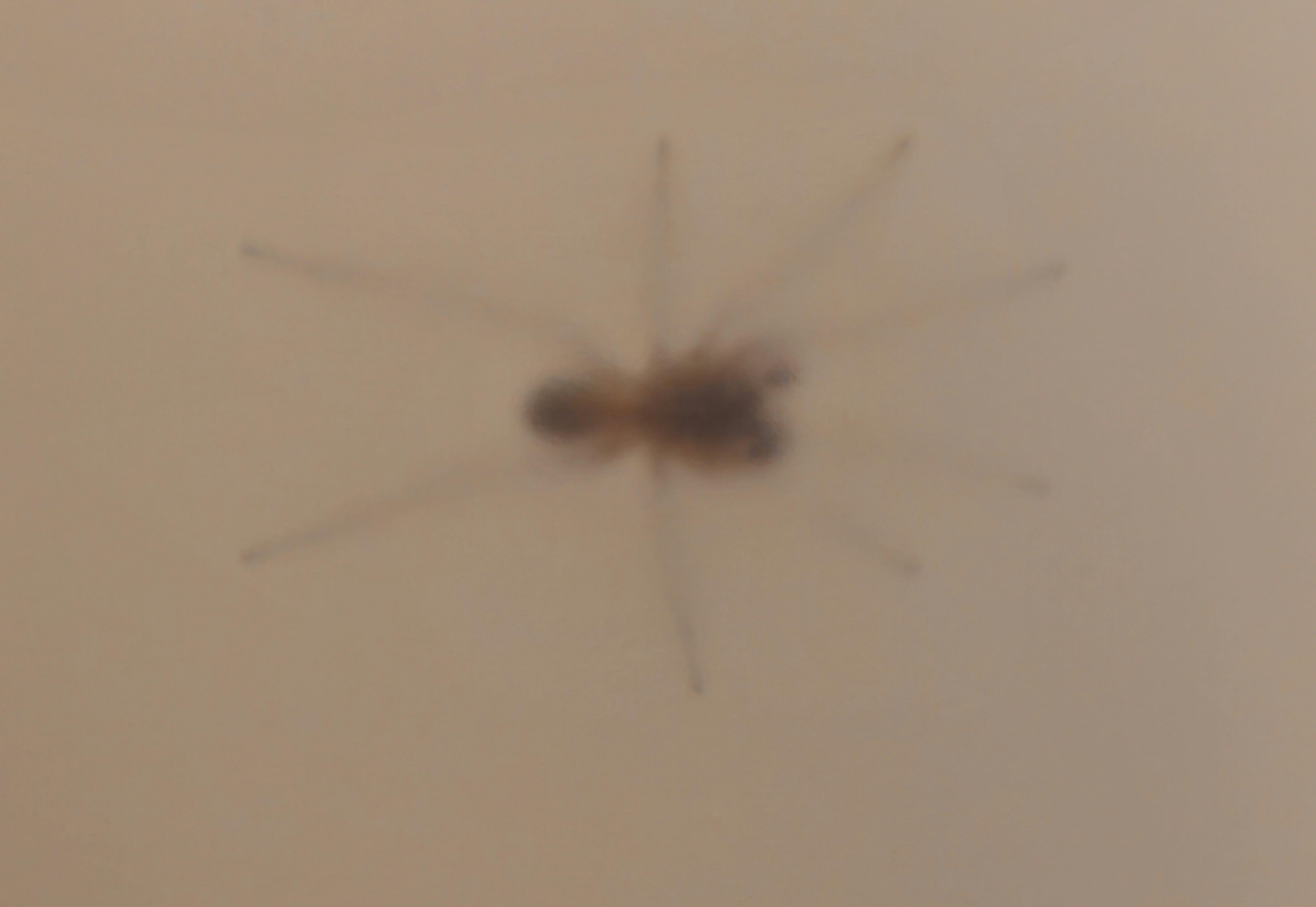 Spider Identification | Scrolller