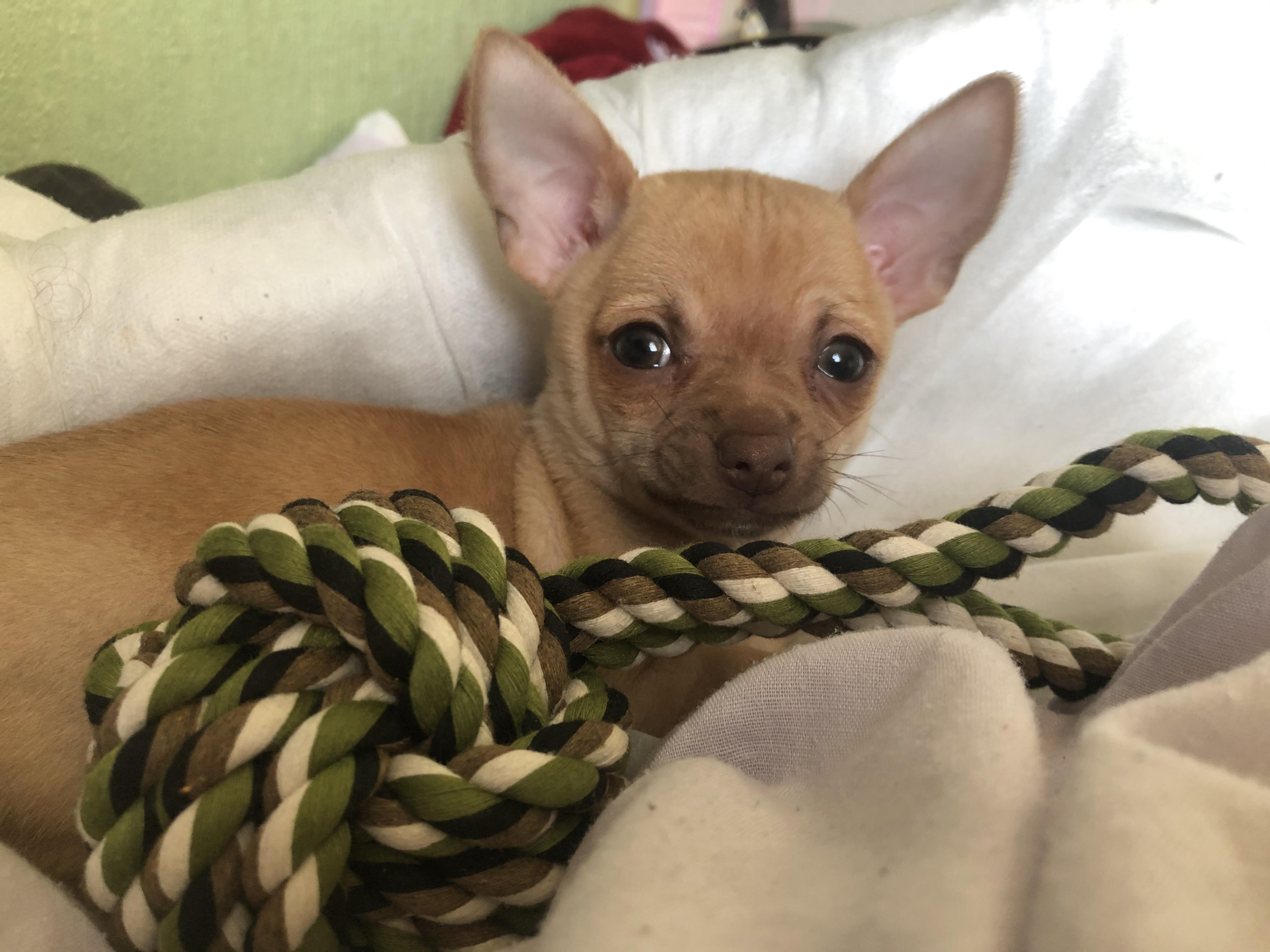 First pictures I took of Pluto and some of the most recent. He’s an absolute chonk demon. Enjoy ...