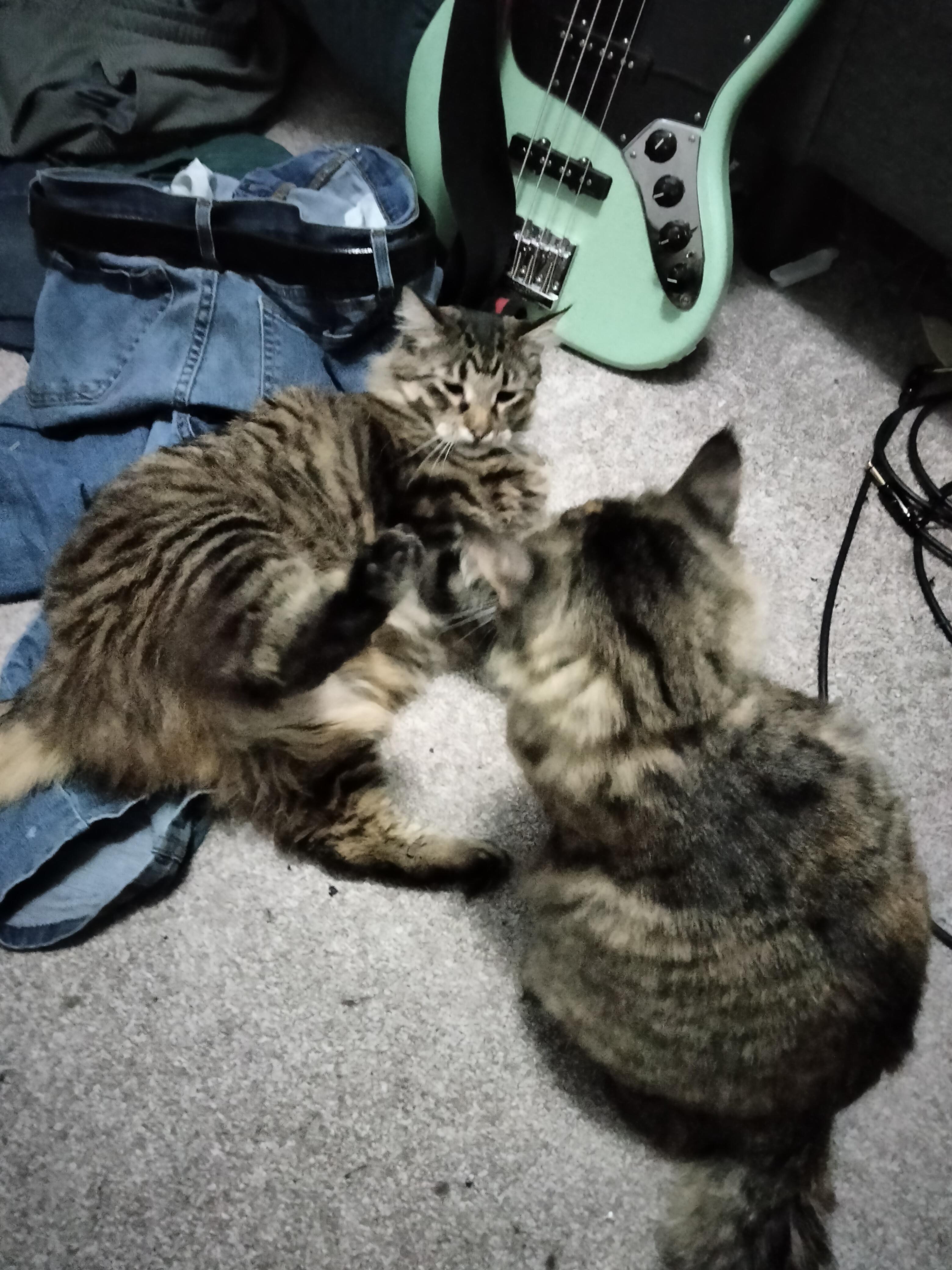 Floofy brawl | Scrolller