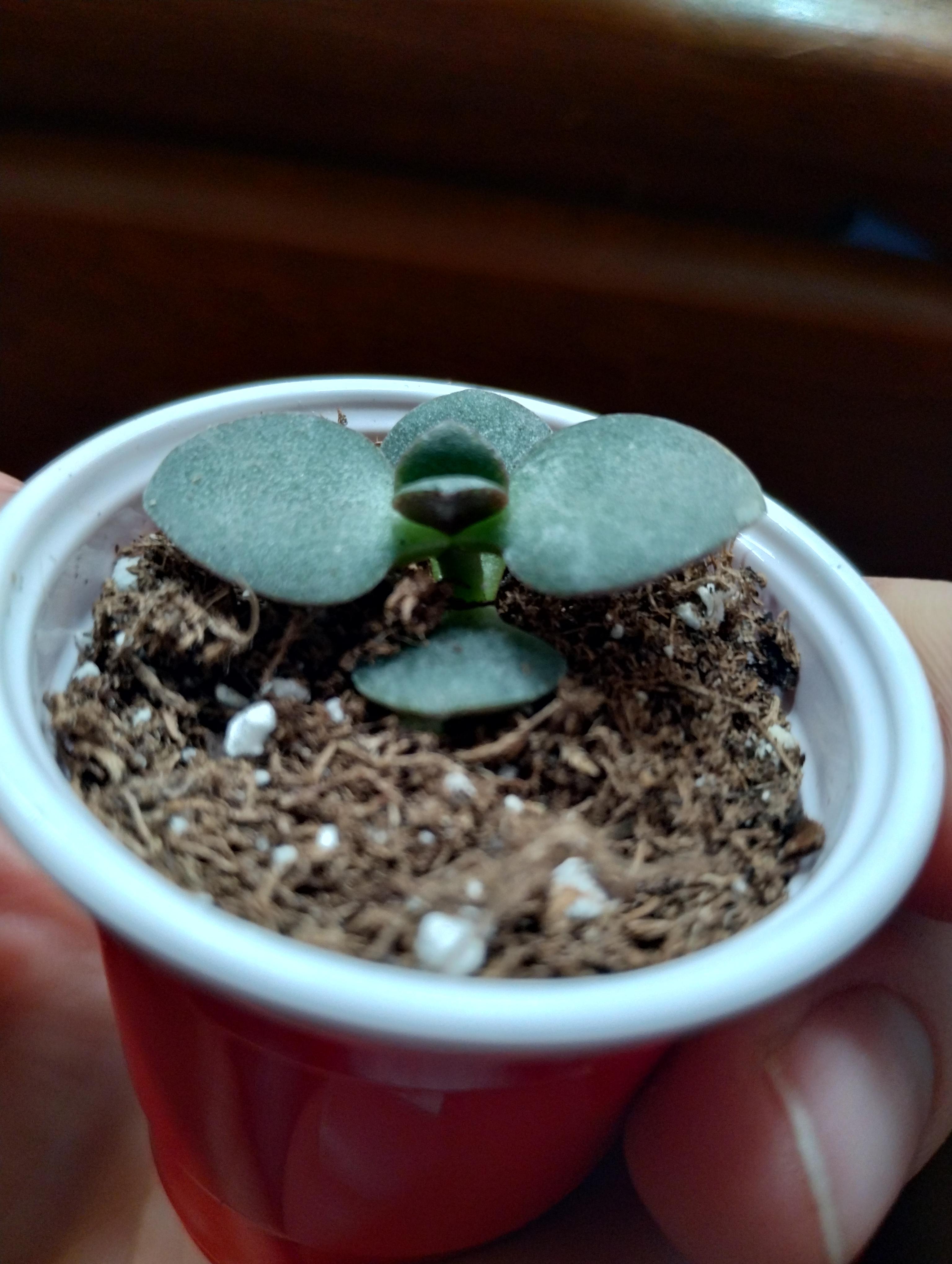 Identification? | Scrolller