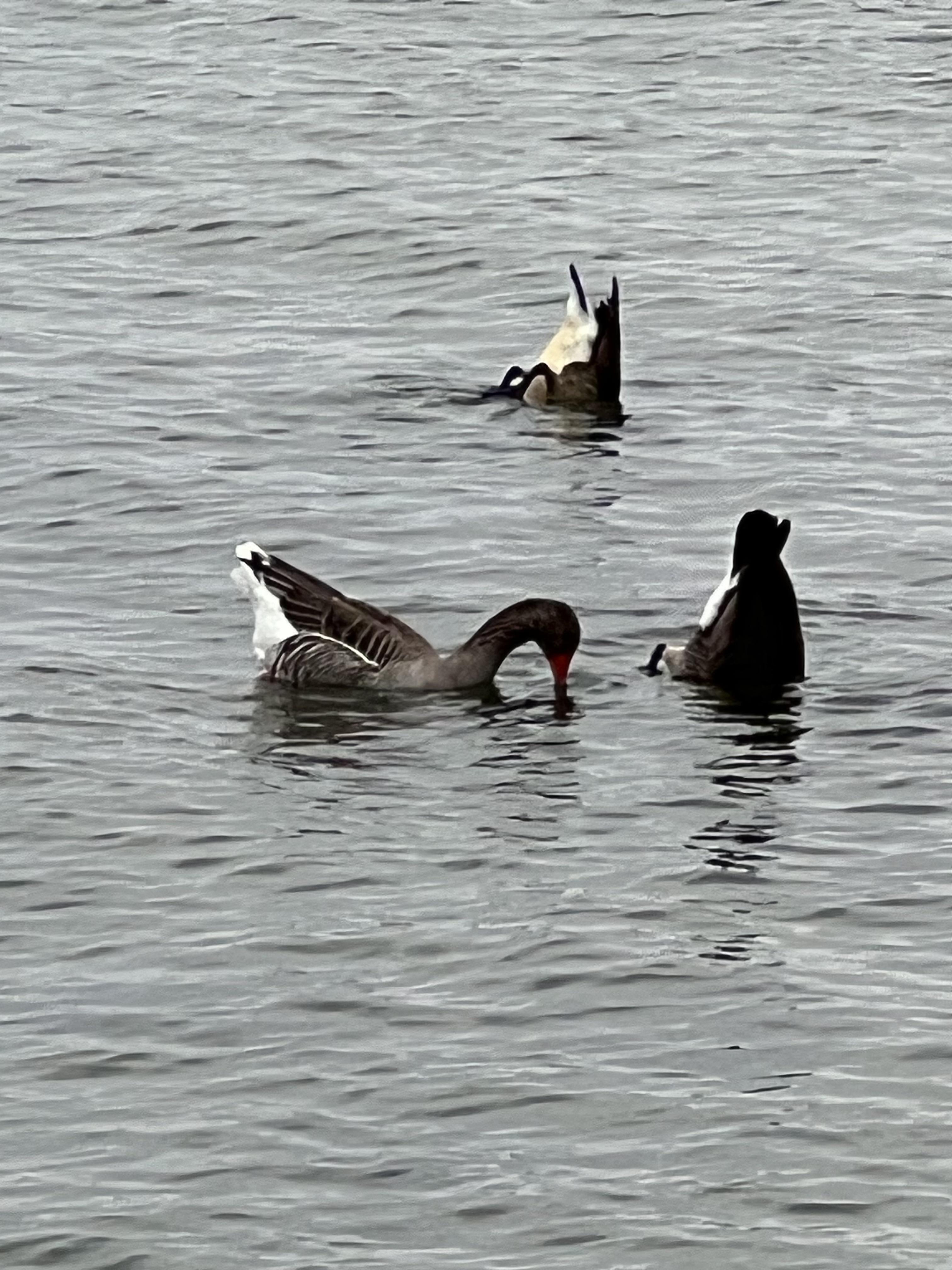 Discover more like Whatsthisbird: Can someone confirm this is a greater white fronted goose ...