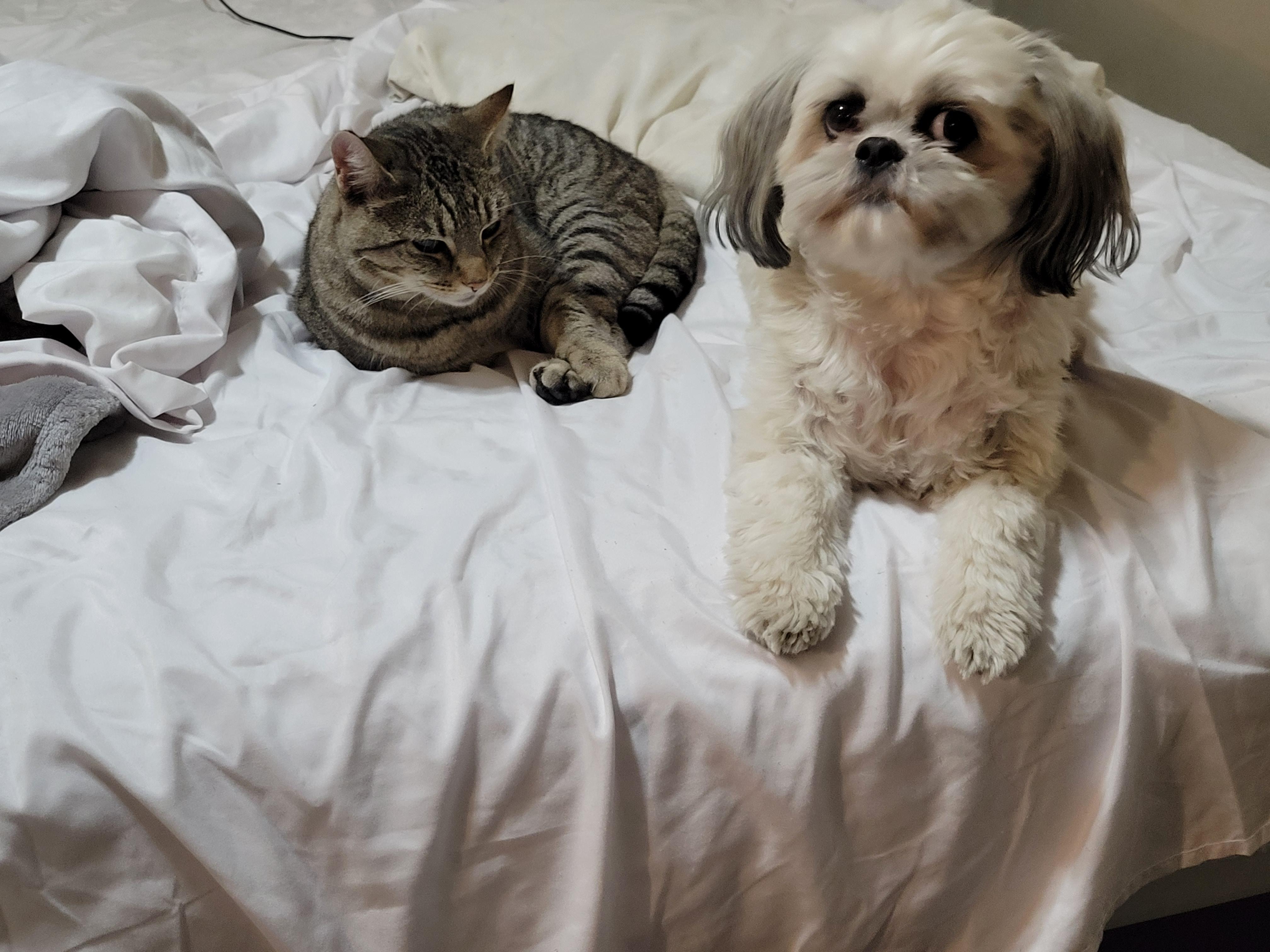 Meet Molly | Scrolller