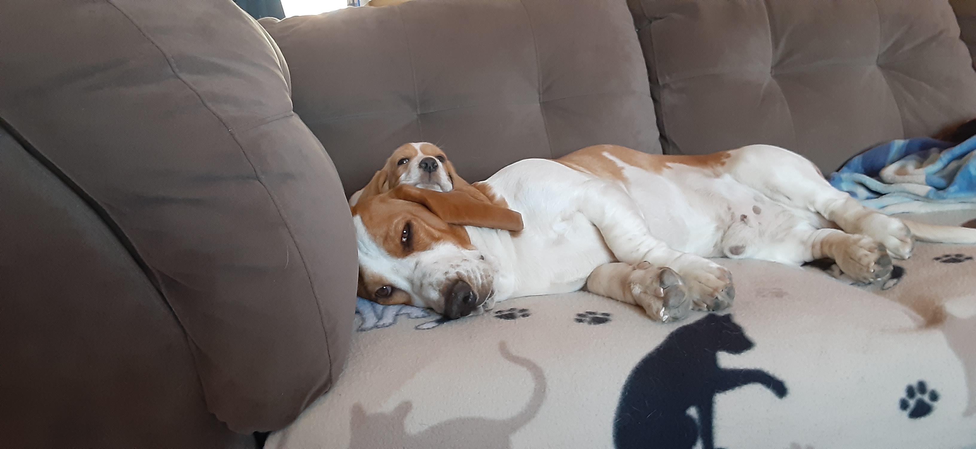 Hard to believe this little nugget is a 50lbs tube dog now | Scrolller