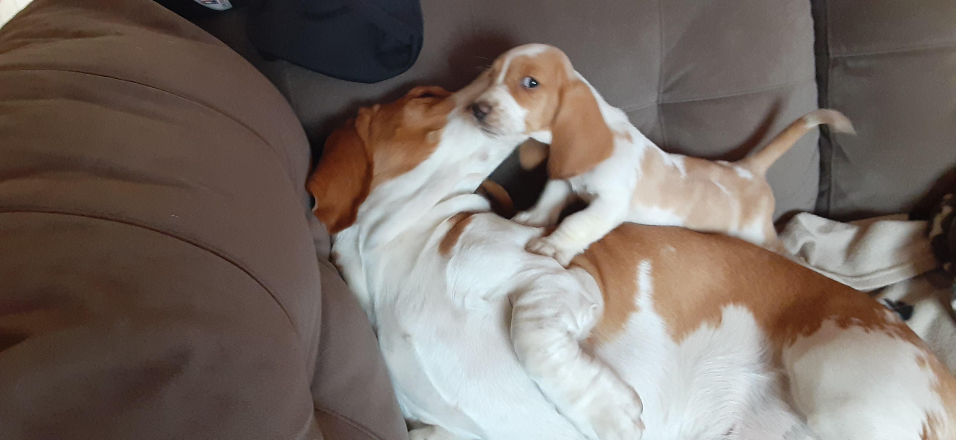 Hard to believe this little nugget is a 50lbs tube dog now | Scrolller