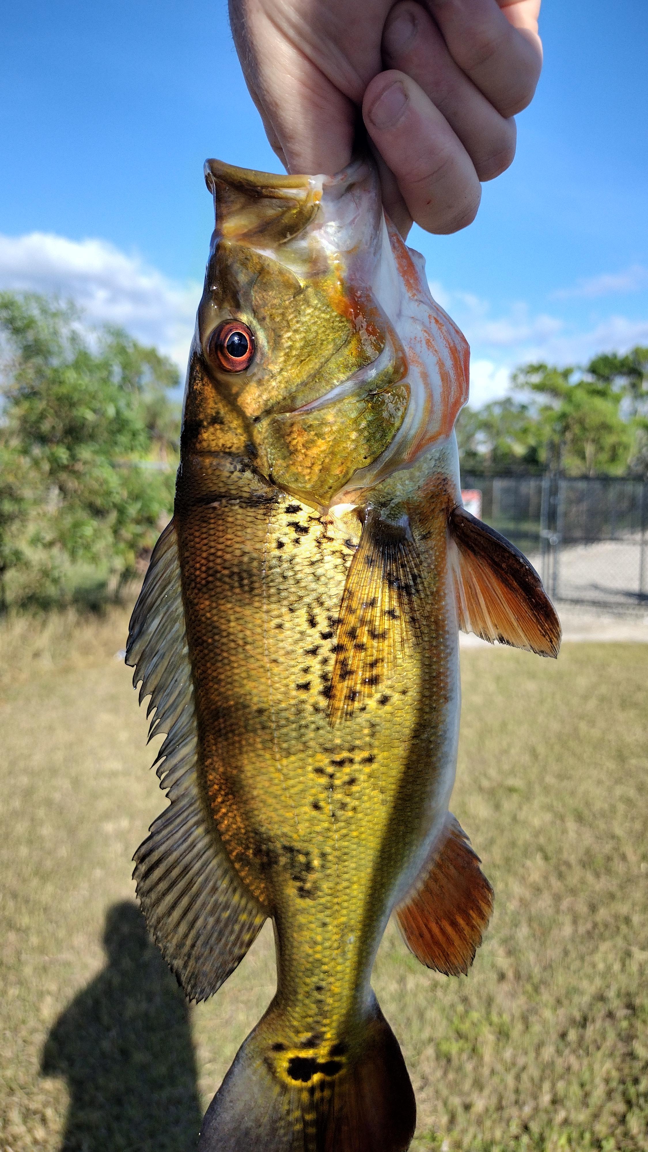 Peacock Bass | Scrolller