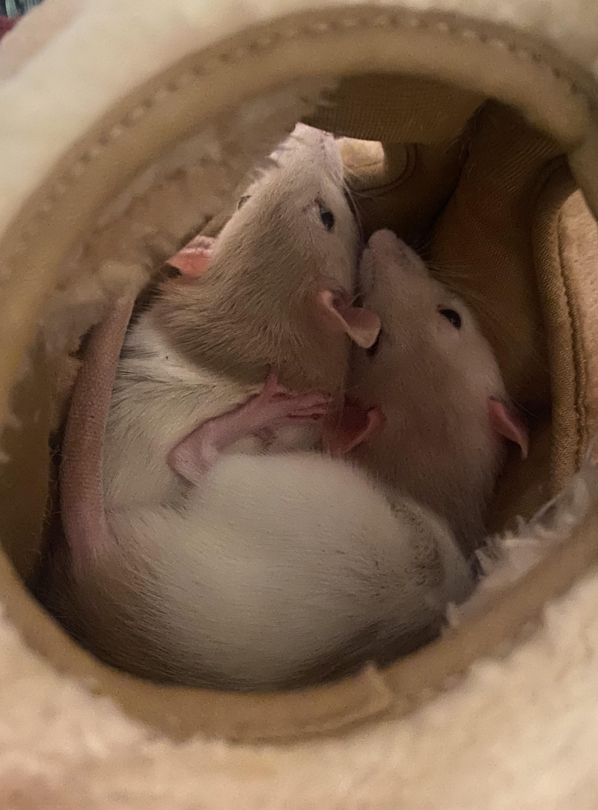 Discover more like RATS: Are these Dumbo ears? and Related Content | Scrolller