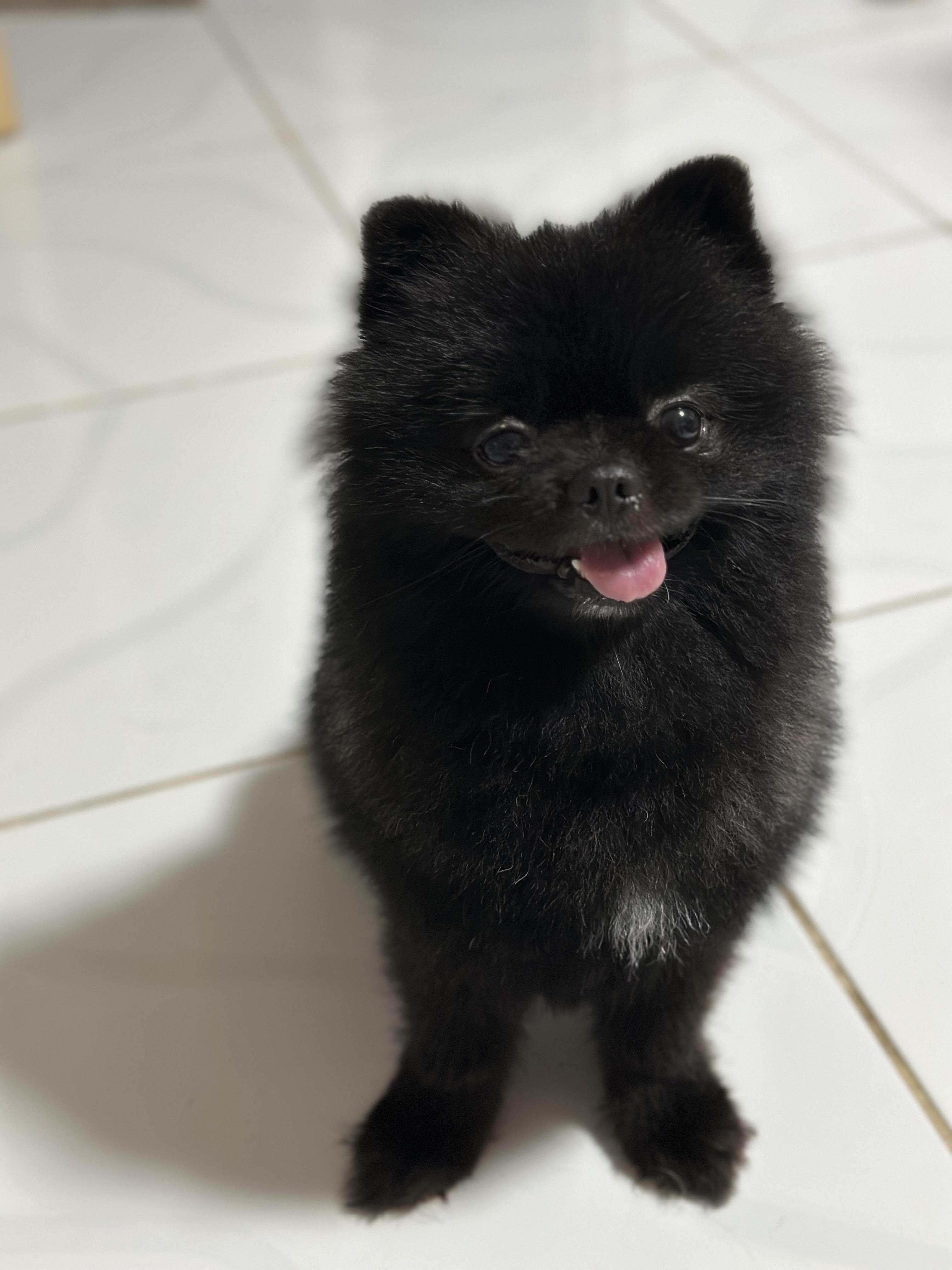 Oreo 🐶 | Scrolller