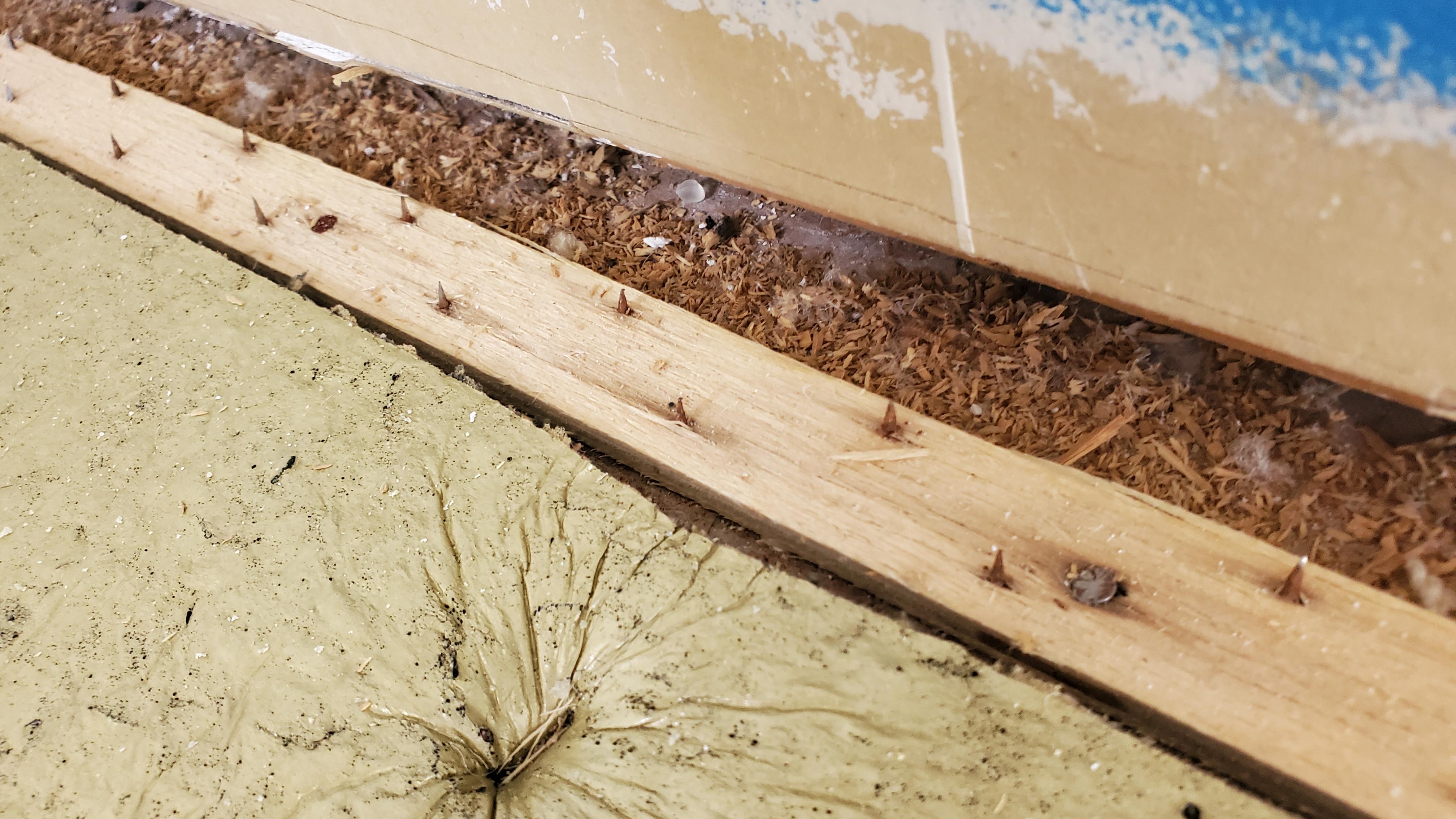 Are these termite molts? | Scrolller