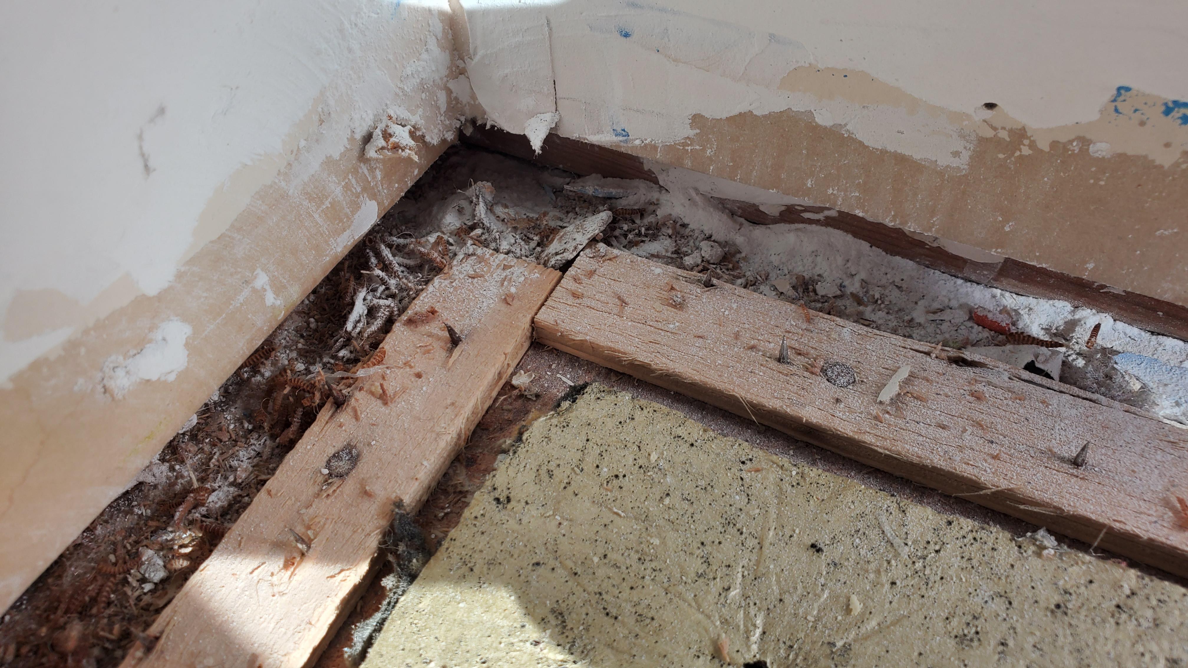 Are these termite molts? | Scrolller