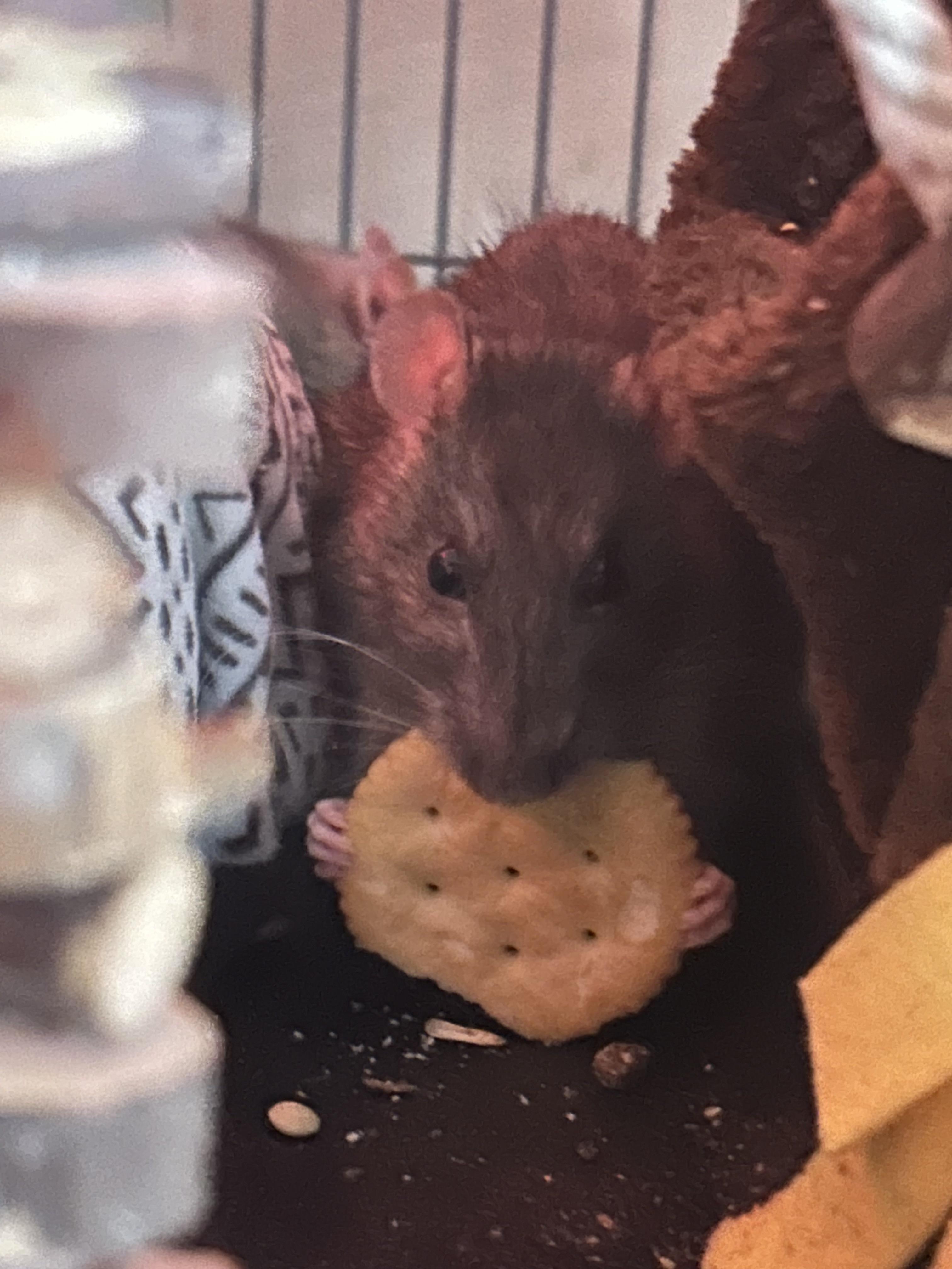 Cracker thief! | Scrolller