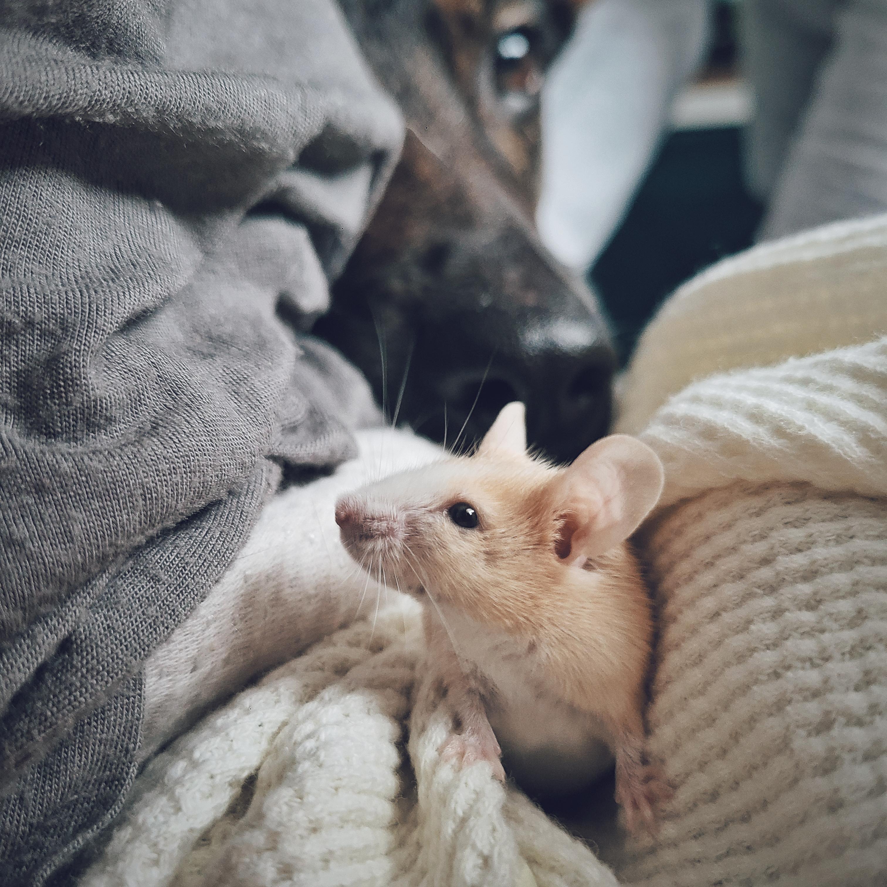 Friday morning snuggles with Kinako (featuring Shoyu our pup) | Scrolller