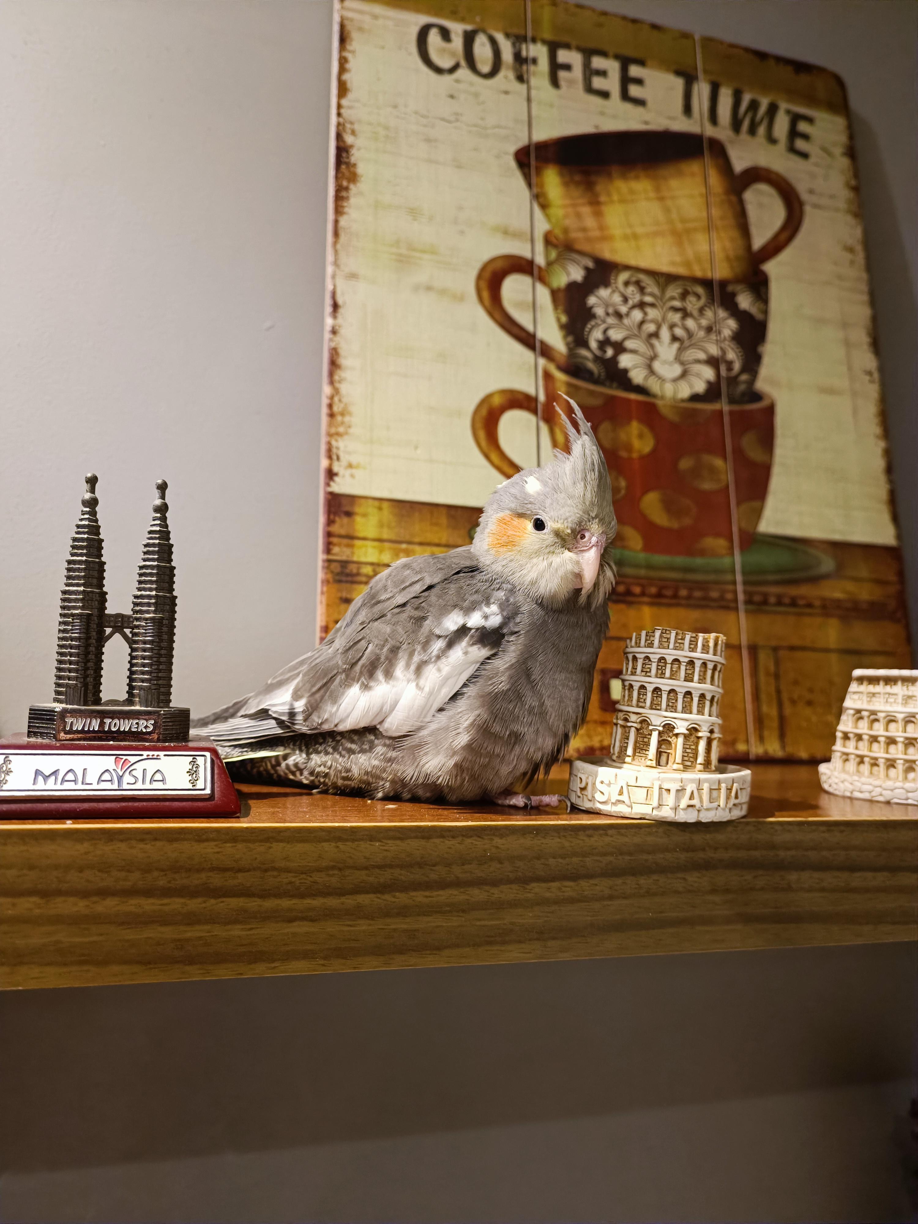 New Family Member | Scrolller