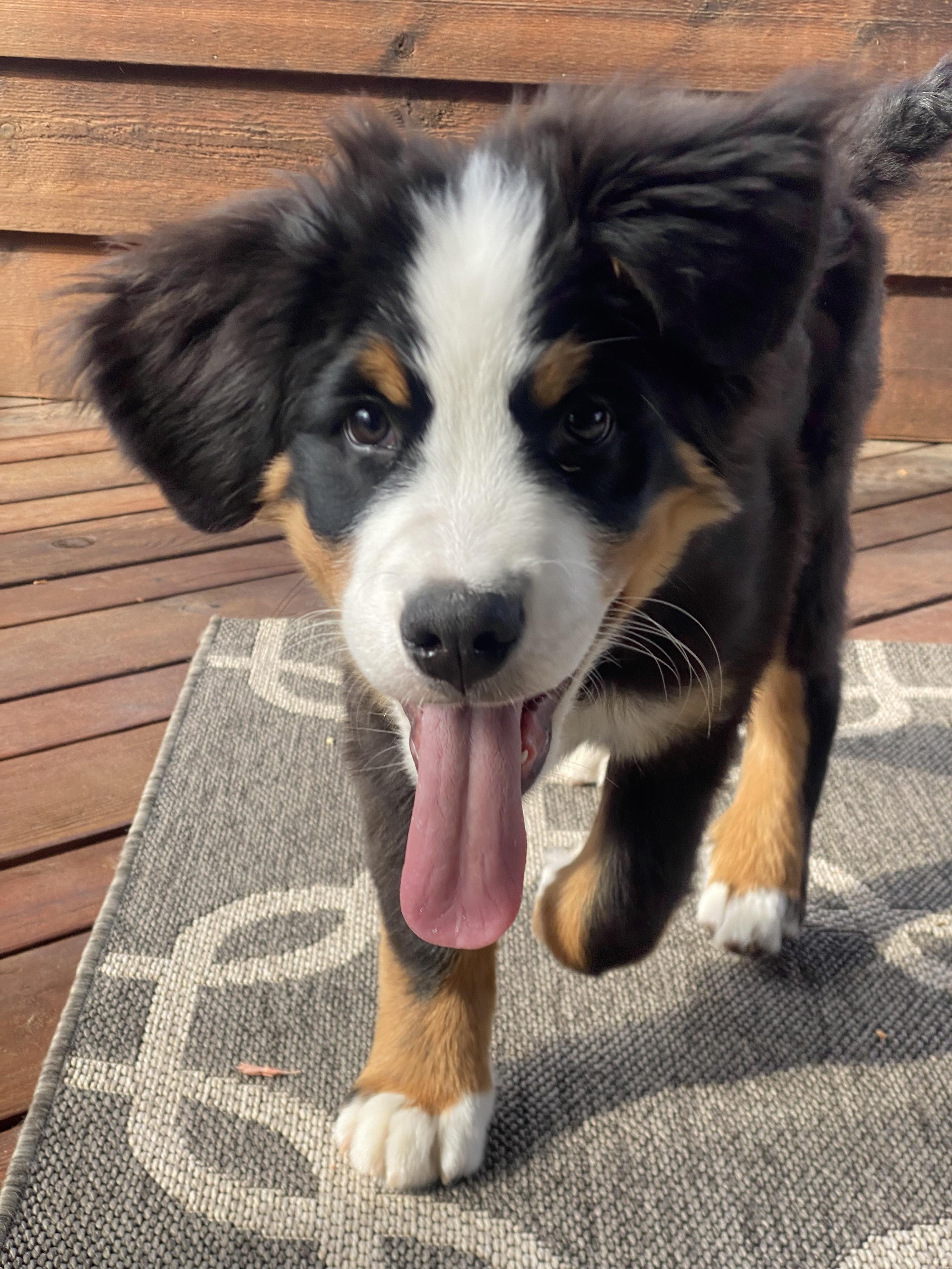 Benny Update - 16 Weeks! | Scrolller