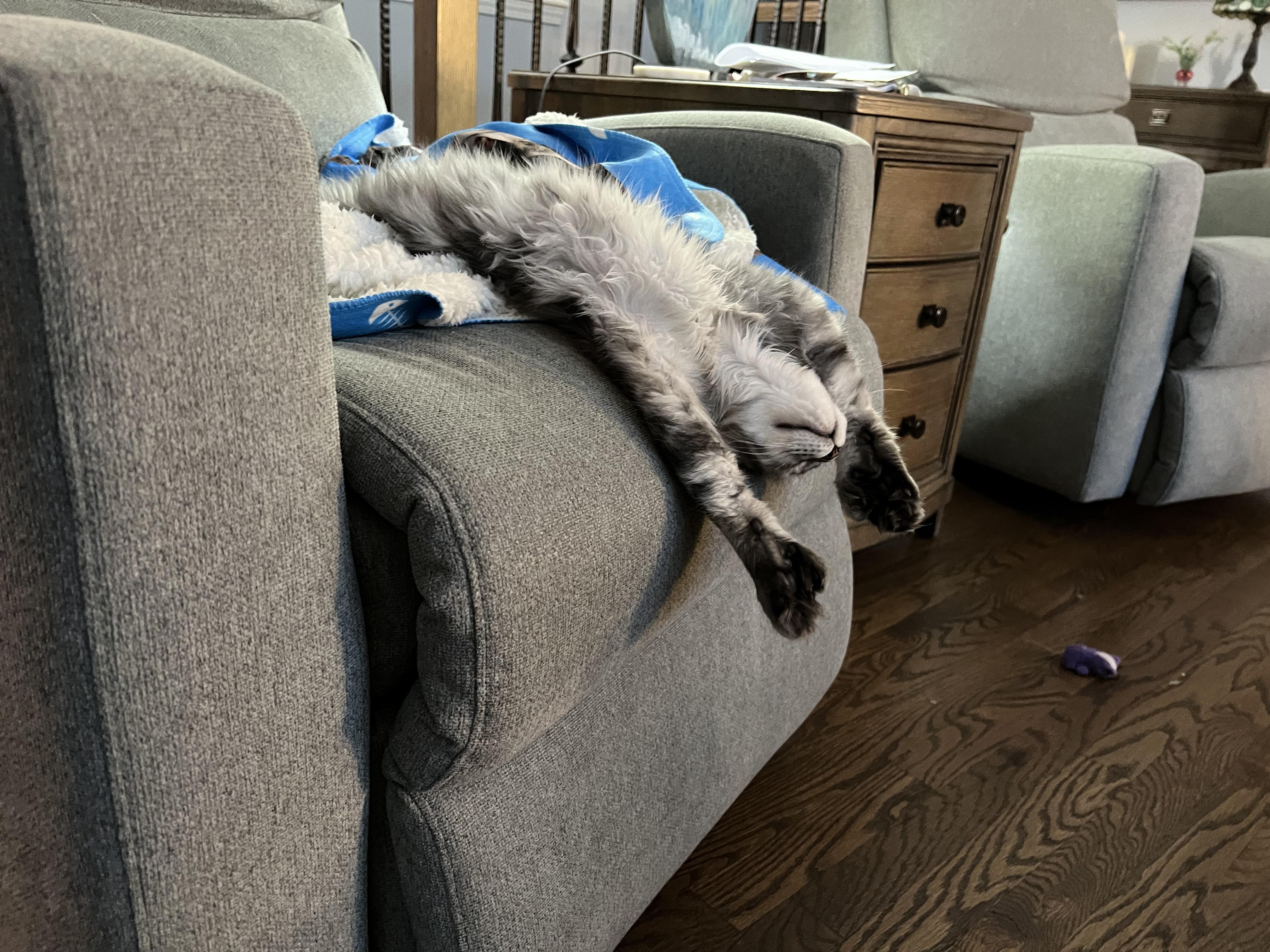 Discover more like Aww: Help my kitten melted! and Related Content | Scrolller