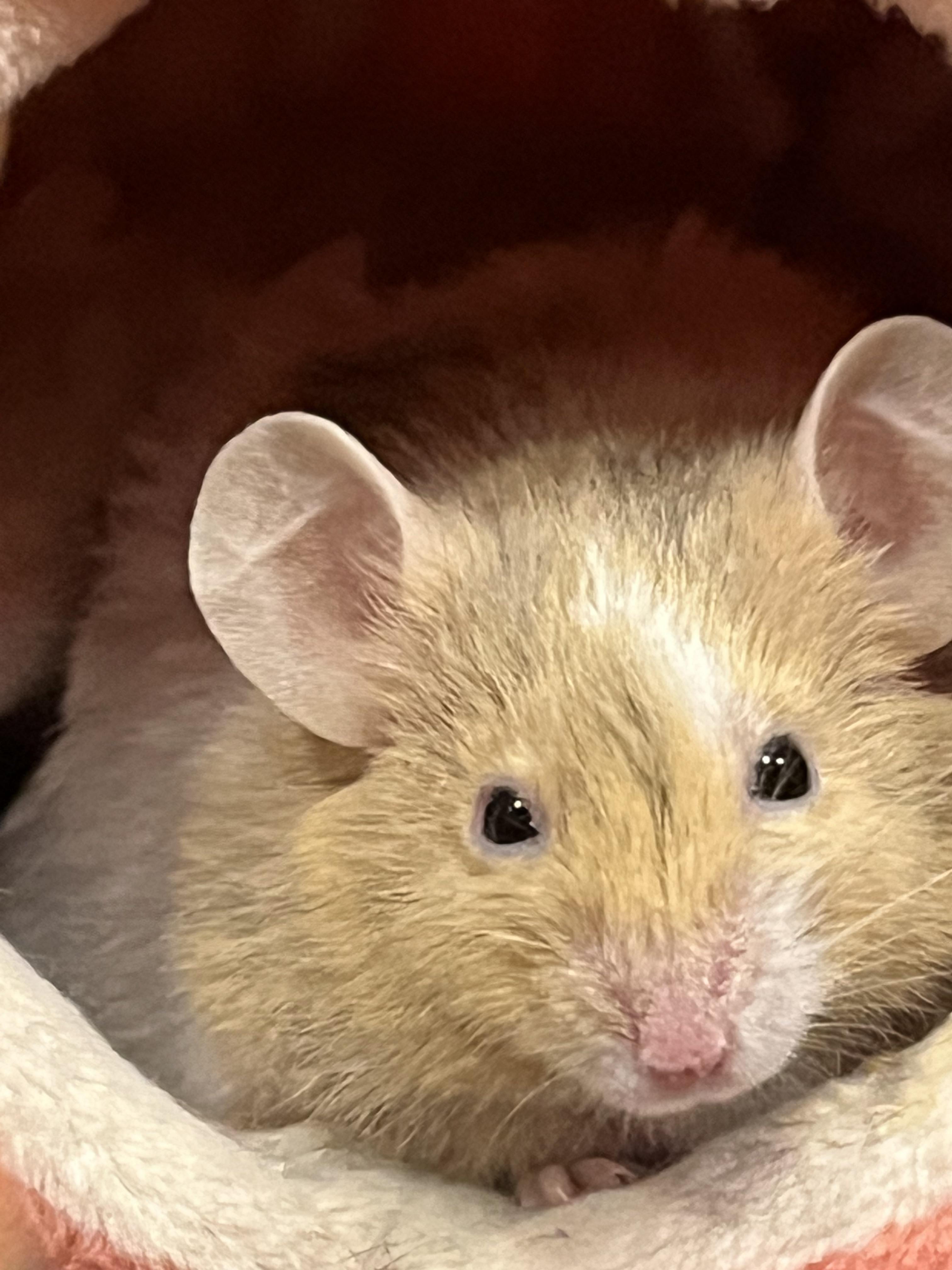 Jasper, her Chonkiness | Scrolller