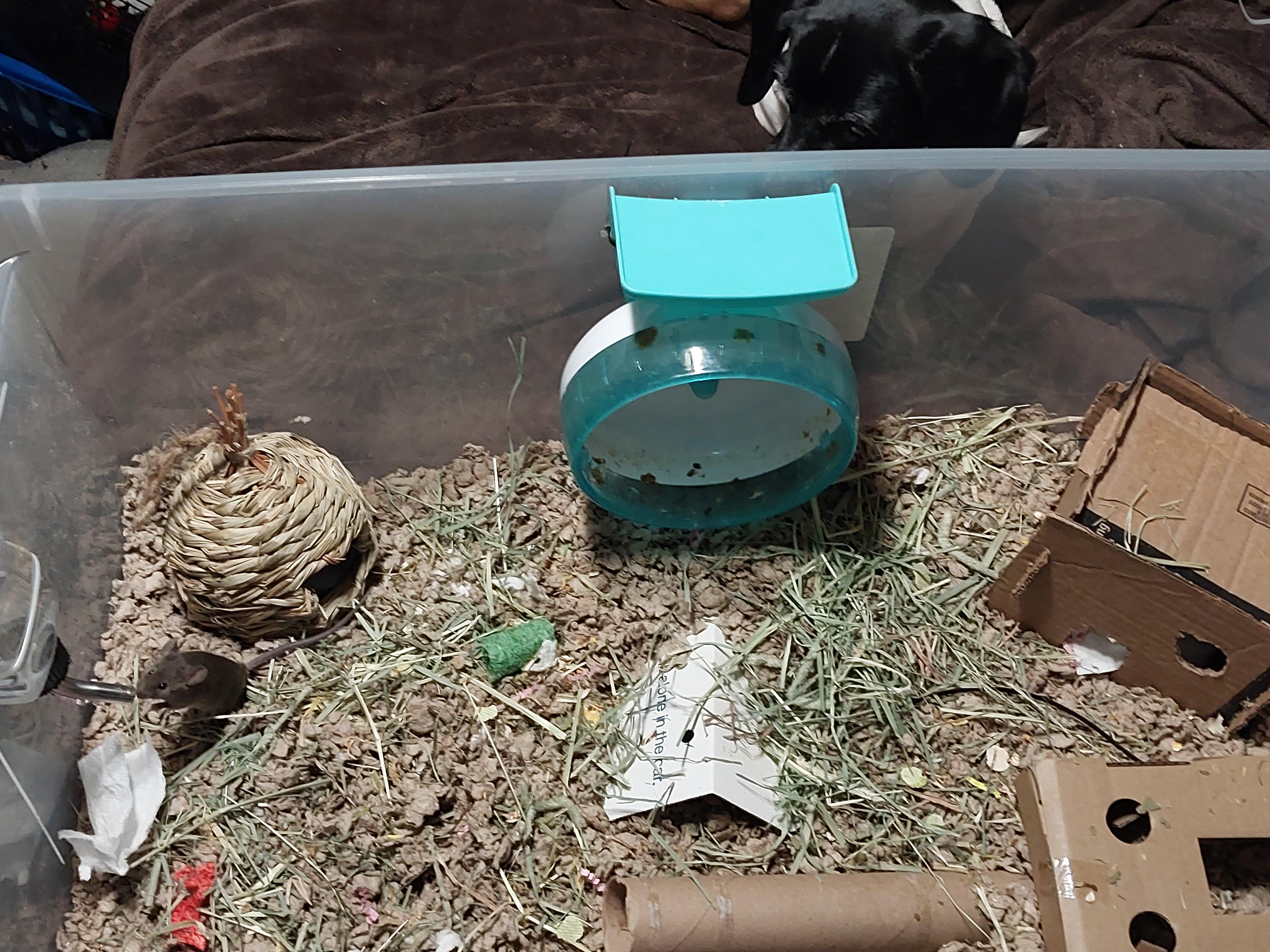 New cage upgrade! | Scrolller