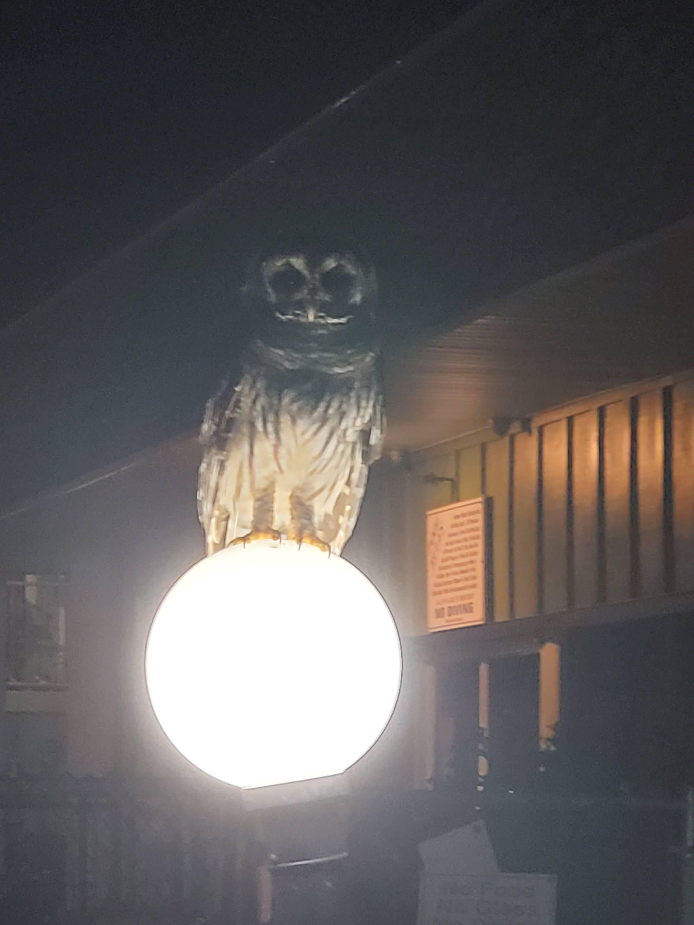 My nightly visitors | Scrolller