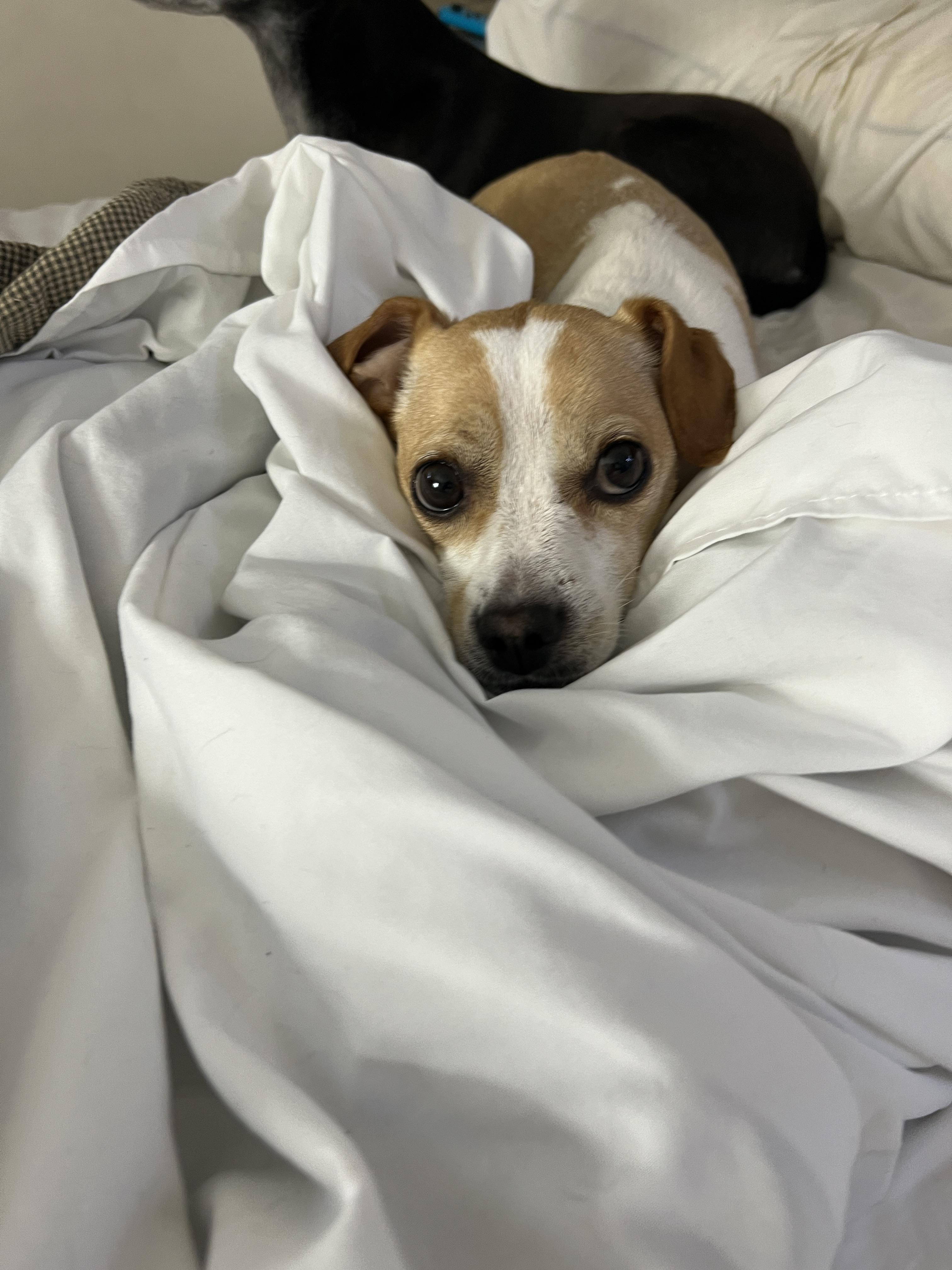 Too cute for me to function | Scrolller