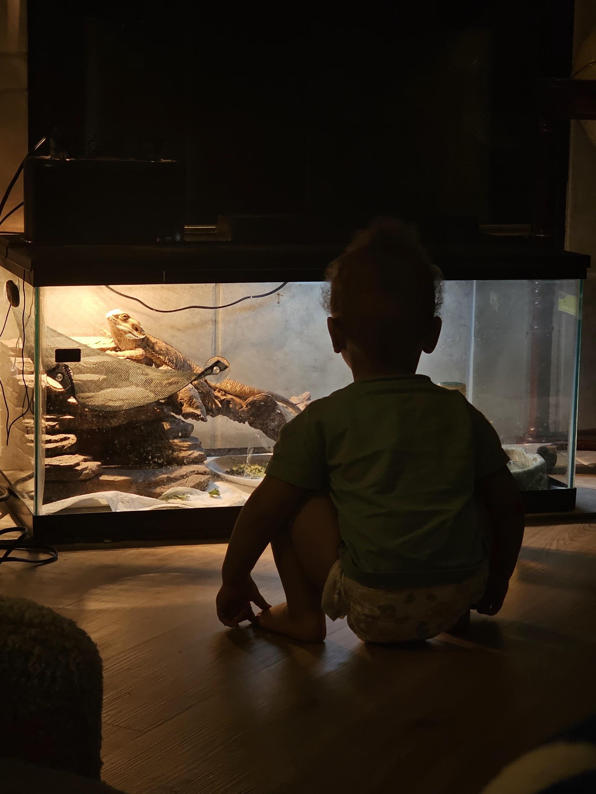 Just rescued a Beardie | Scrolller