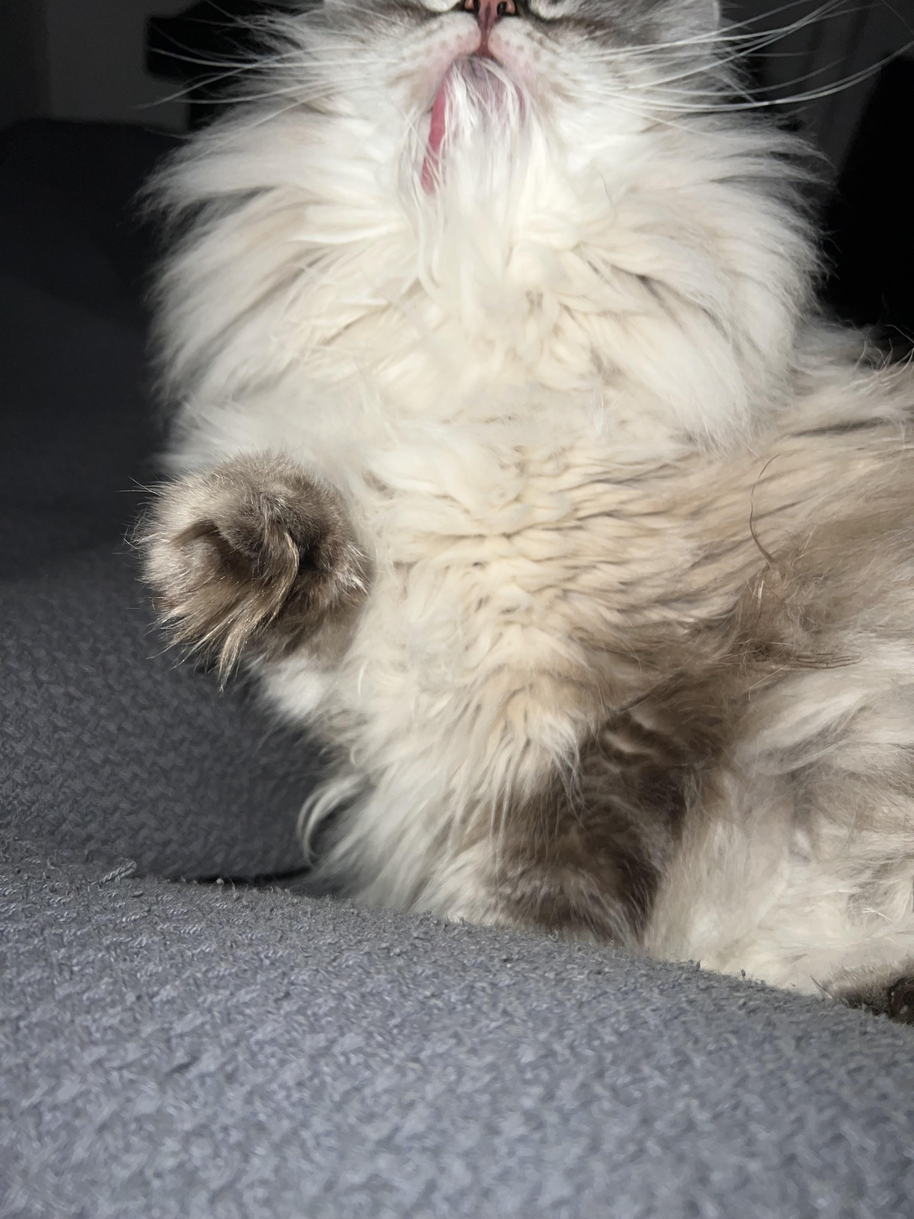 What an odd creature | Scrolller