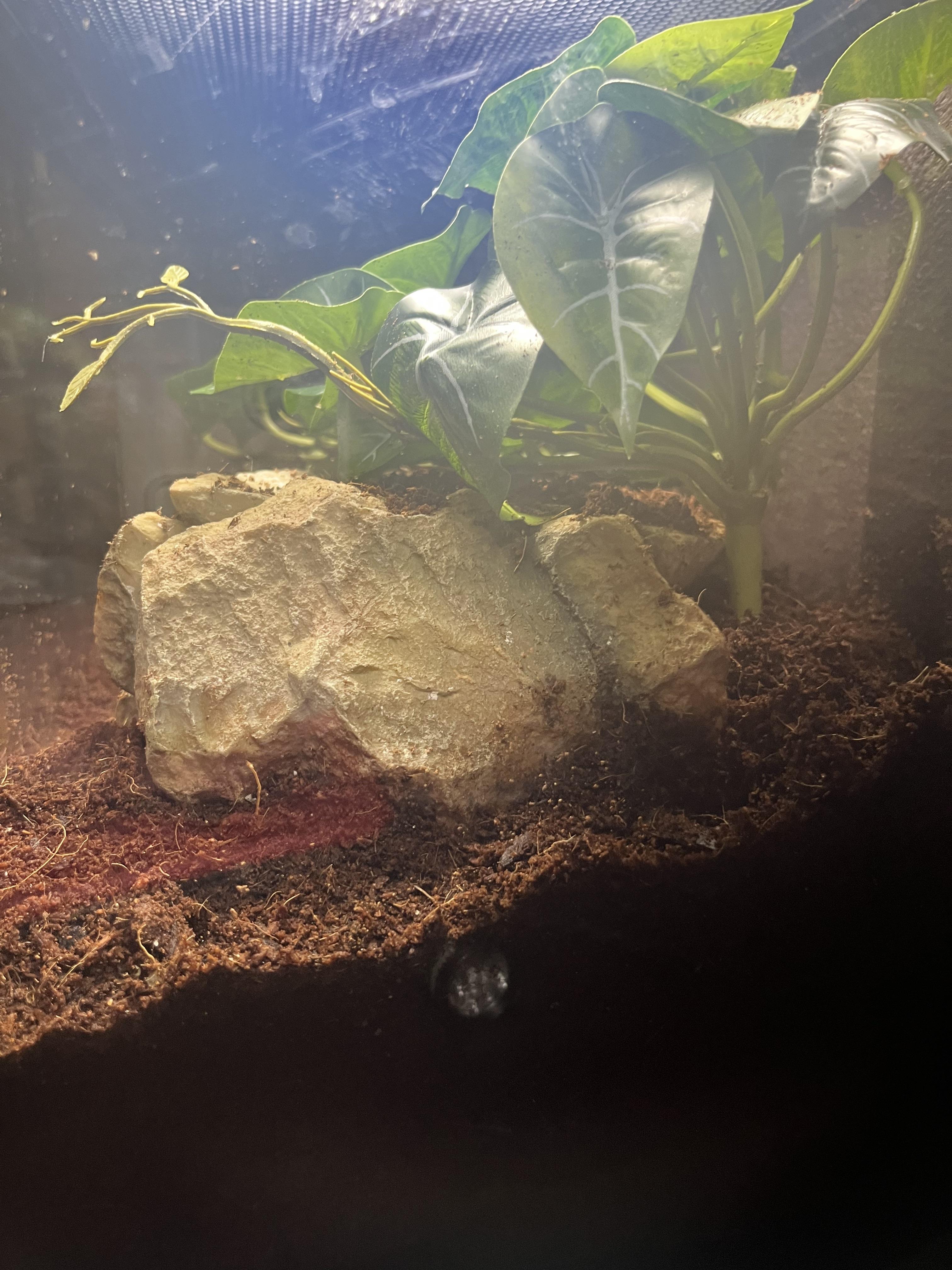 Update on new enclosure | Scrolller