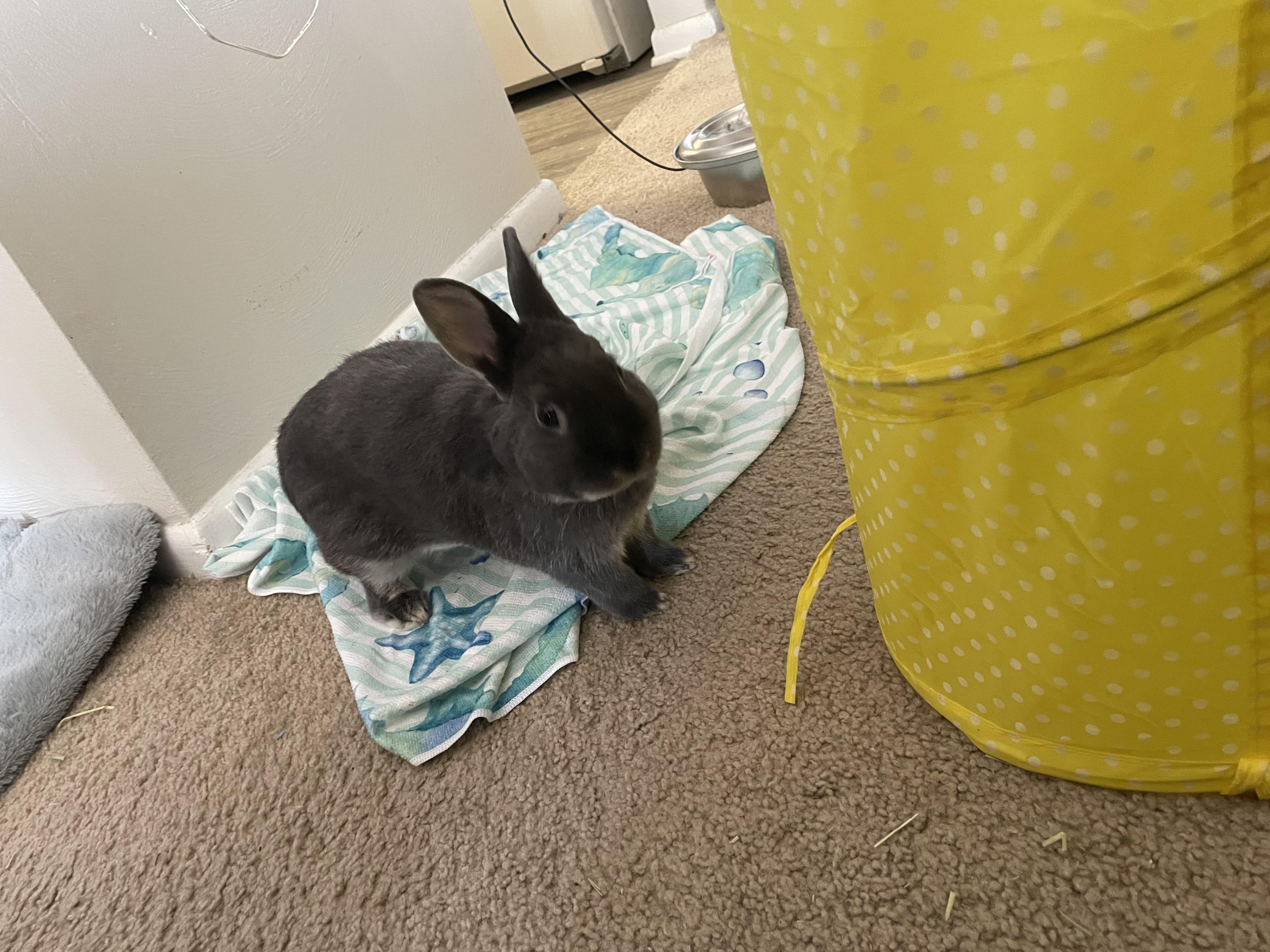 Formless blob to adorably cute | Scrolller