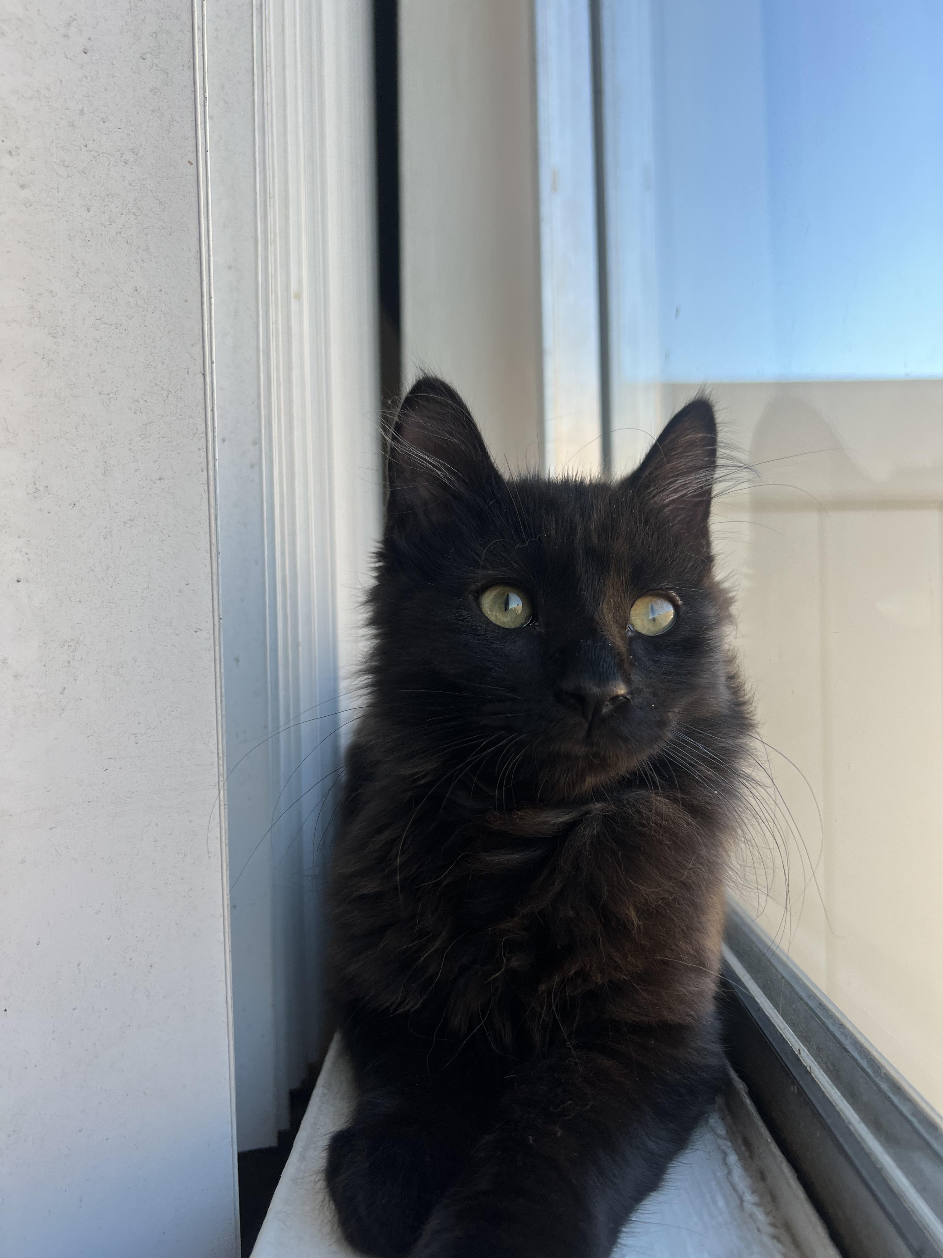 Meet Vader | Scrolller