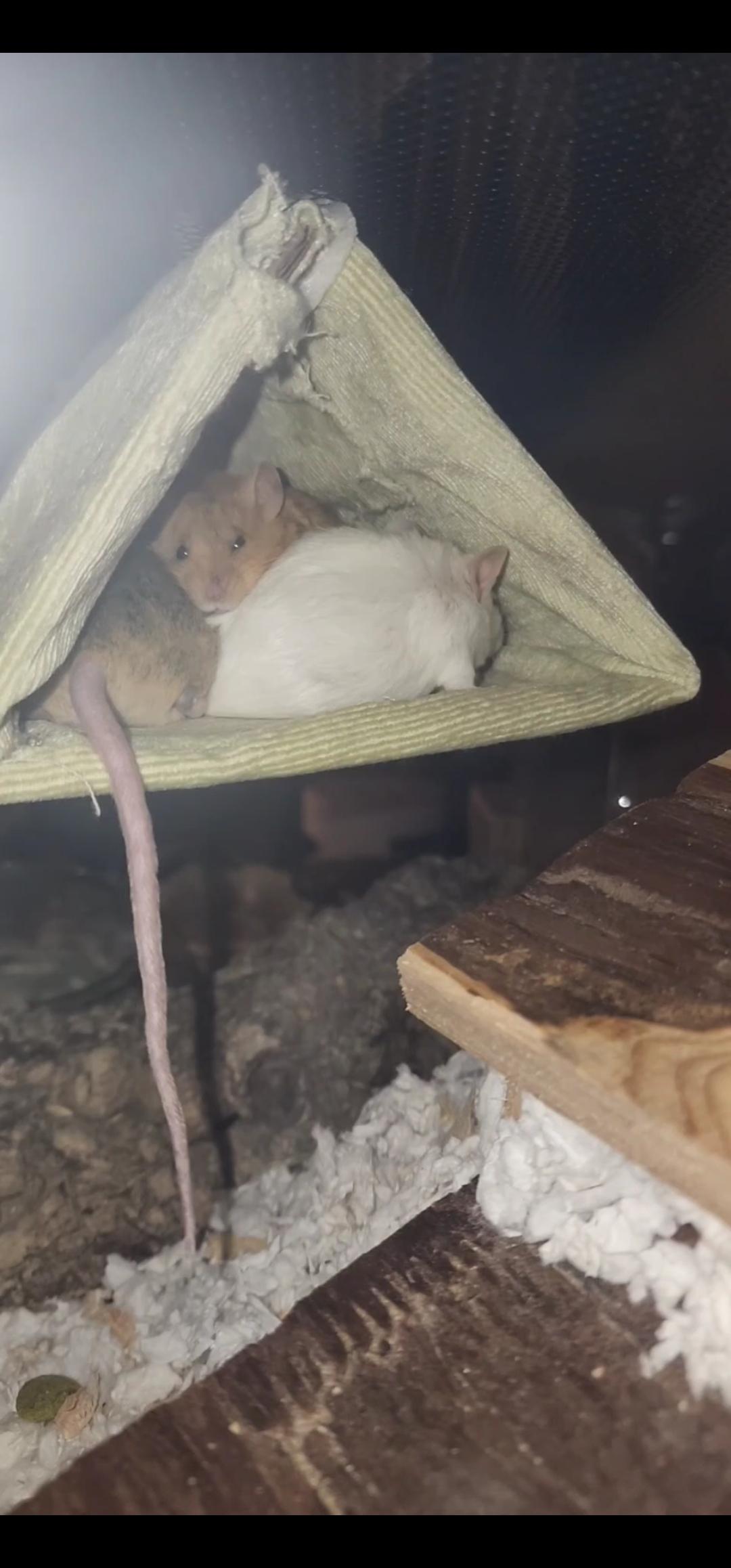I made a hammock and they approve | Scrolller