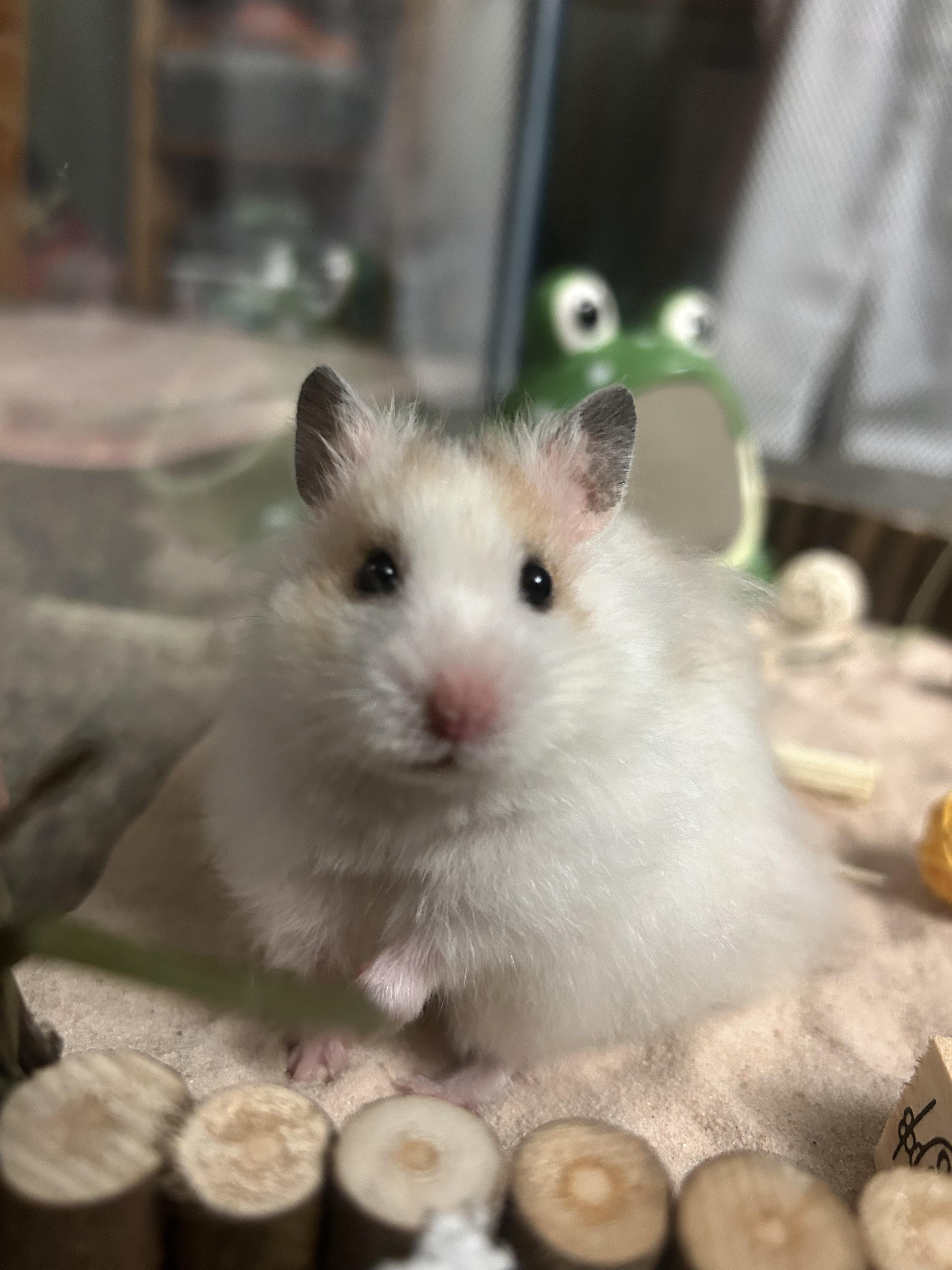 How can I potentially tell the age of my hamster? | Scrolller