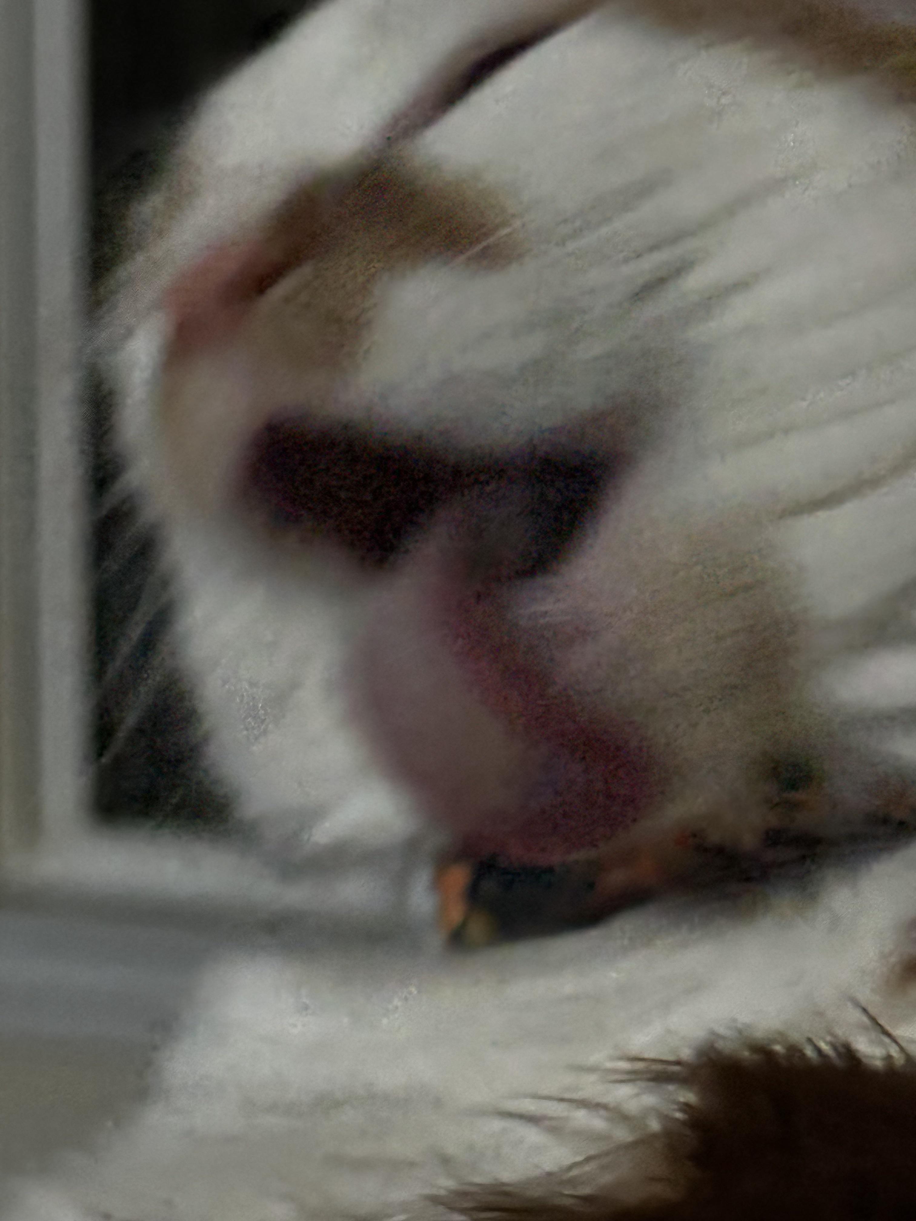 Action shots of Captain :) | Scrolller