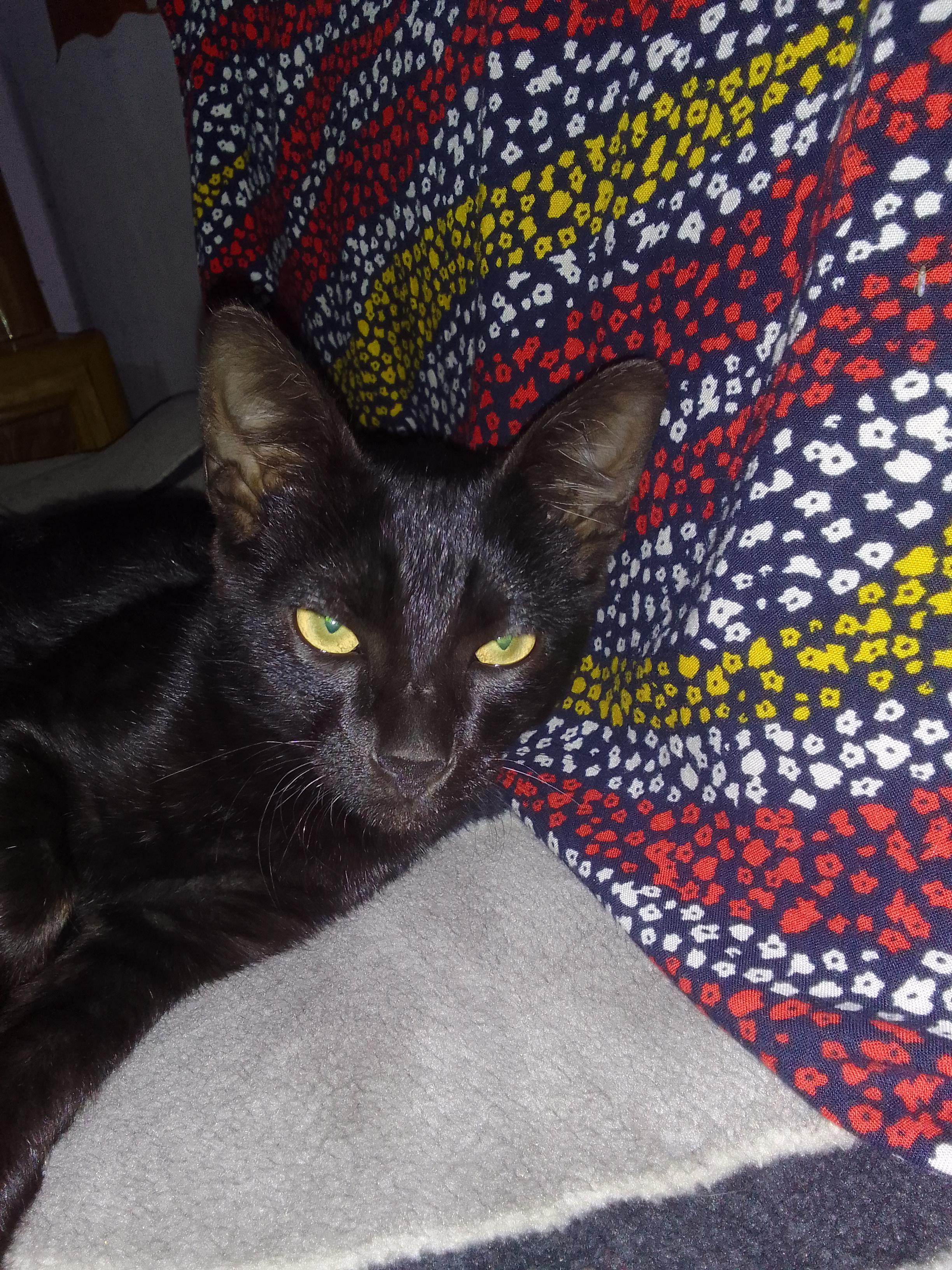 I see people posting their cat pic here's mine. His is Joe J.I (Joe) | Scrolller