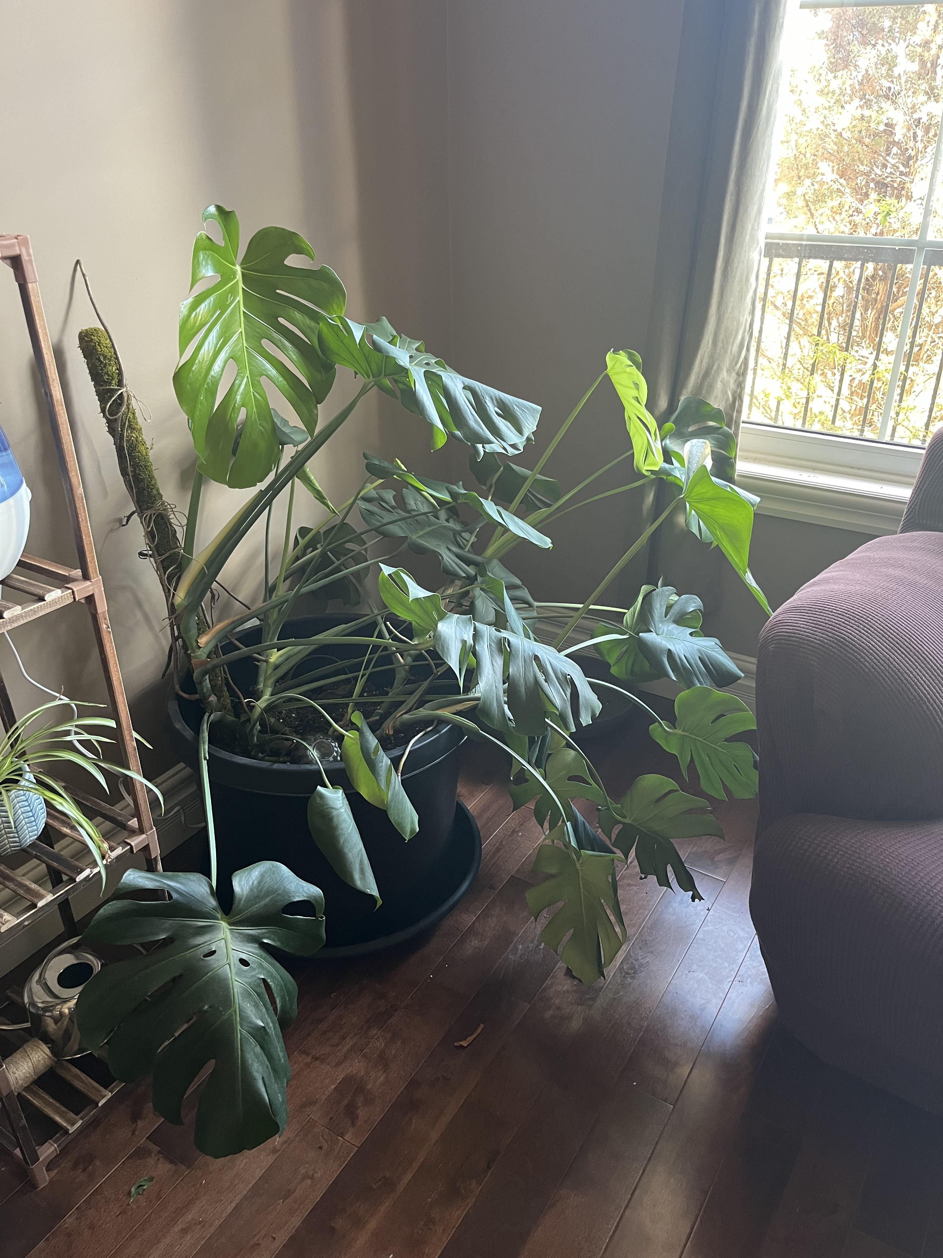 Tips to better care for my monstera? | Scrolller