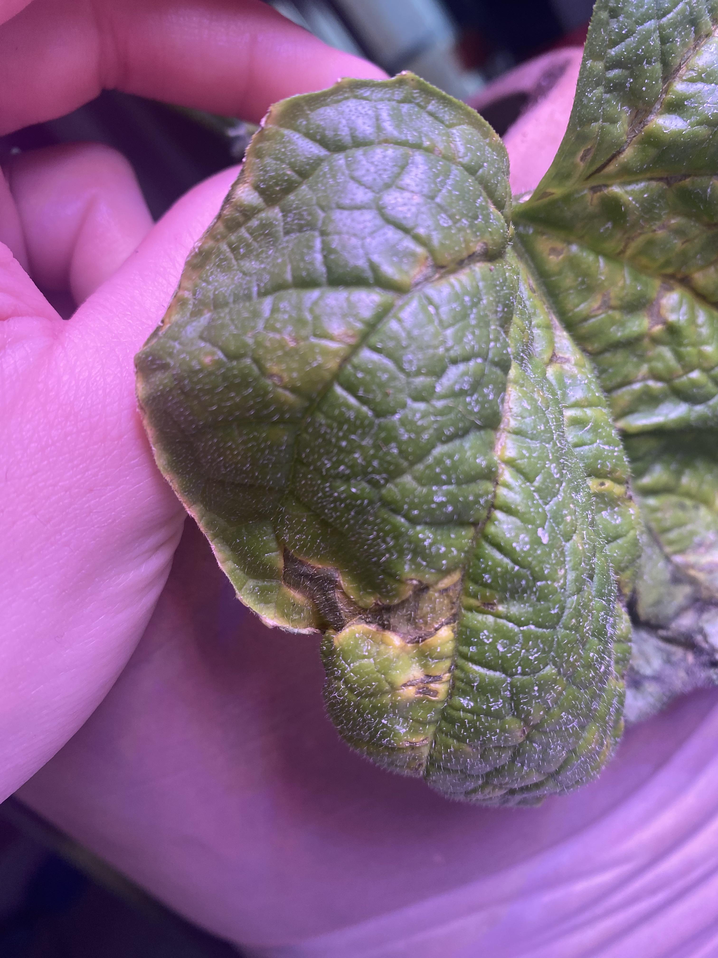 Help! Why is my plant dying | Scrolller