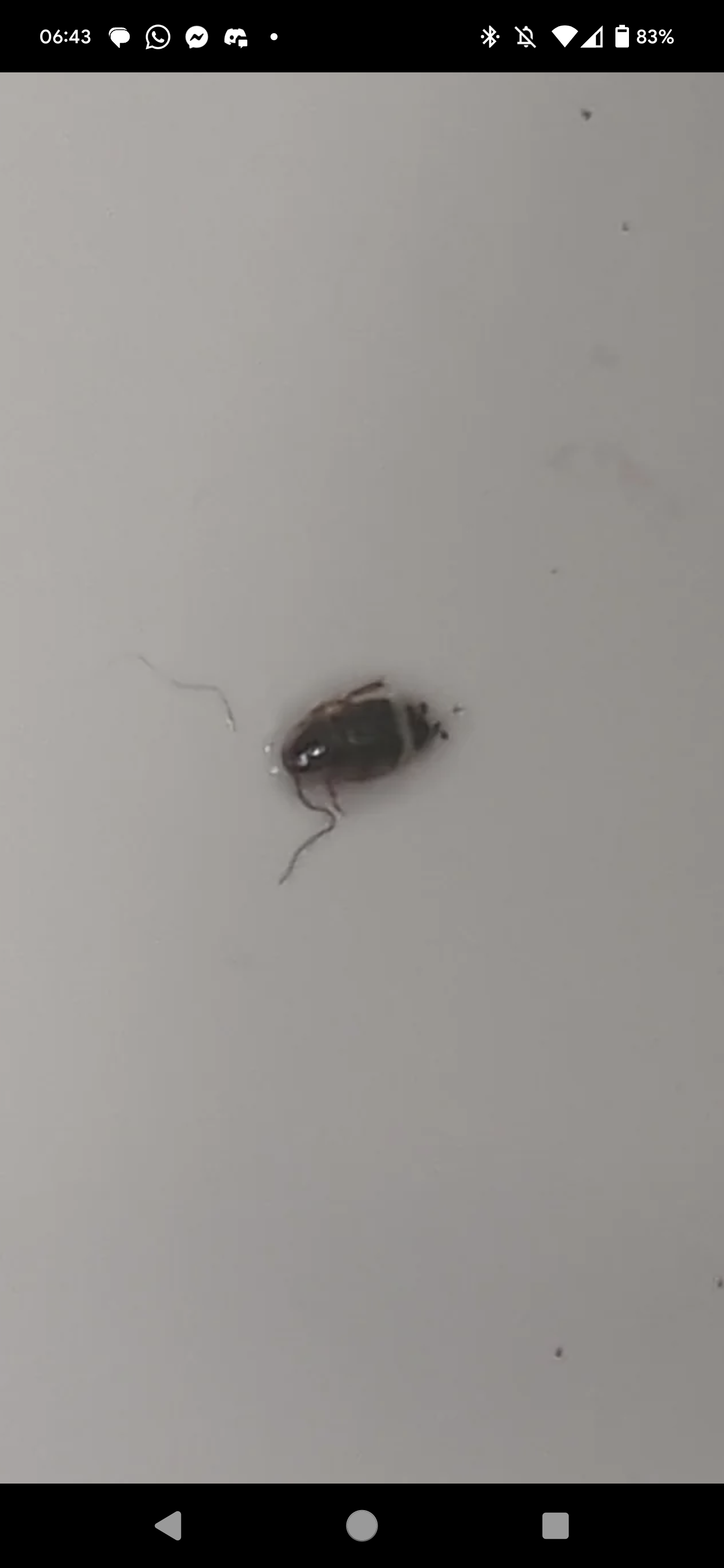 Northern Ontario - Wood or cockroach nymph? | Scrolller