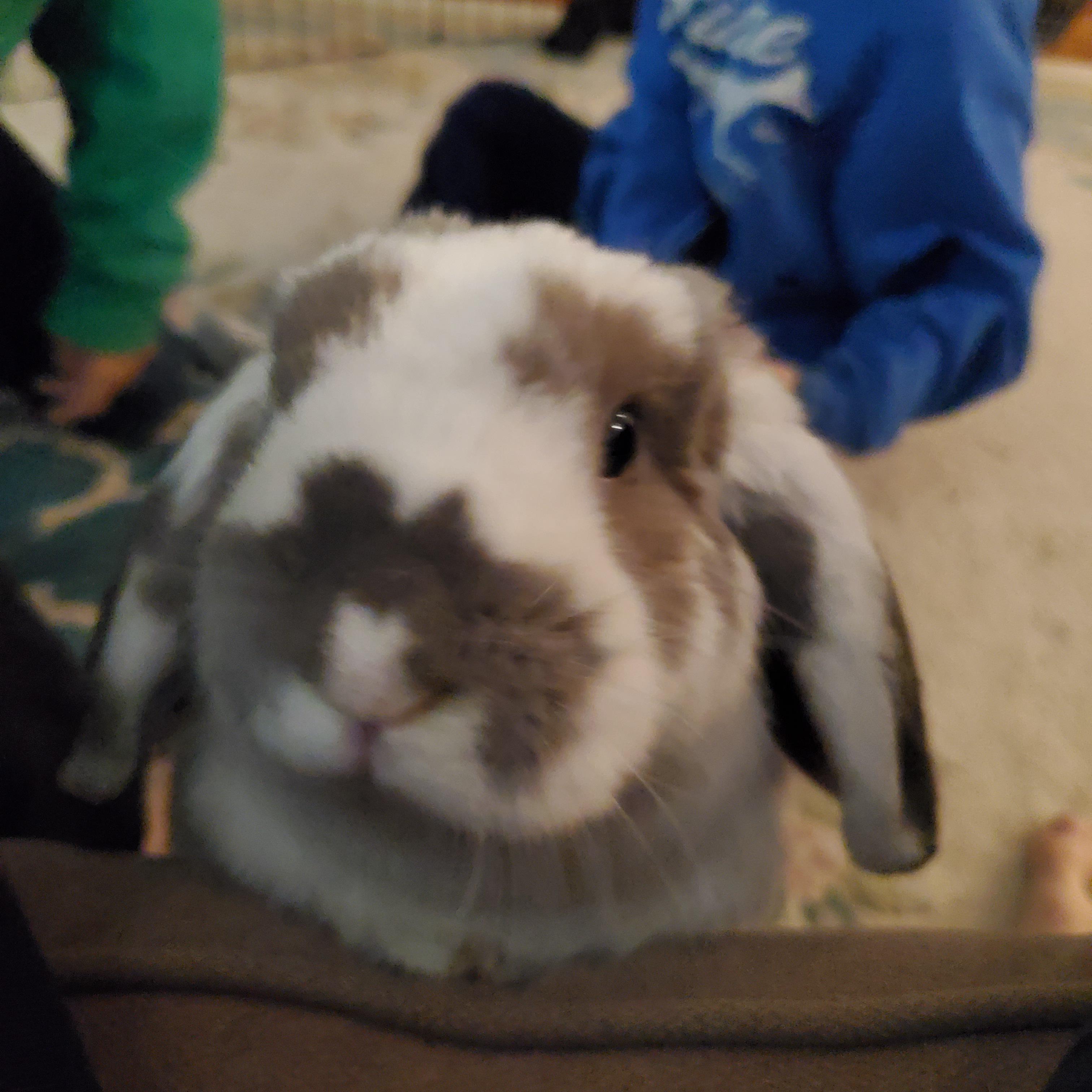 Couch gremlin smells apple | Scrolller