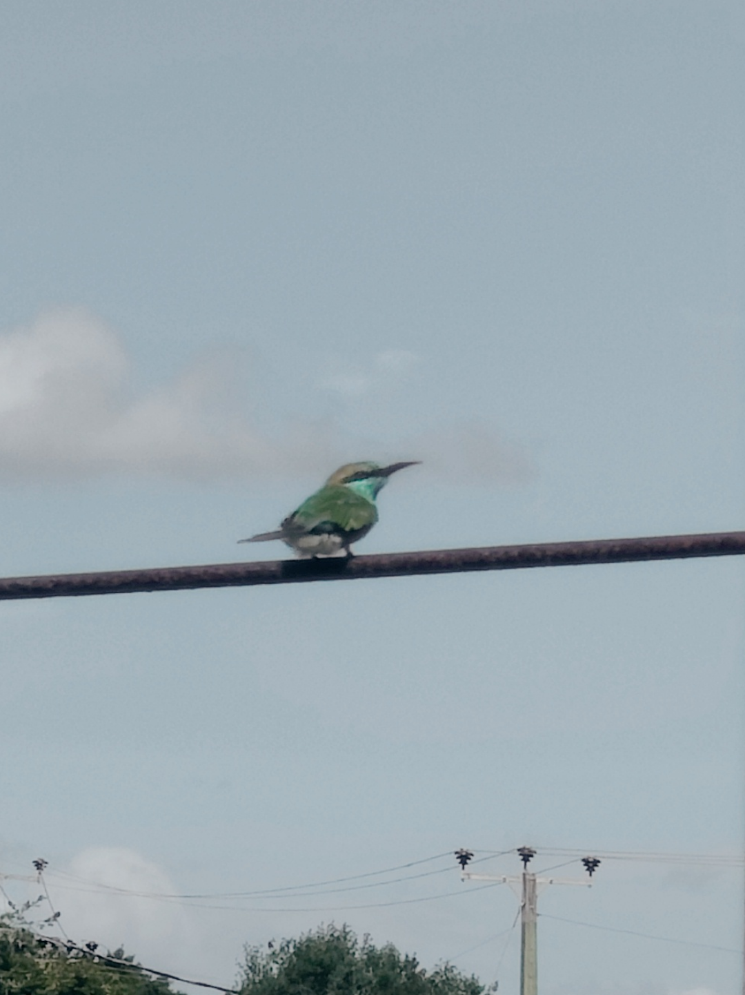 Kingfisher? | Scrolller