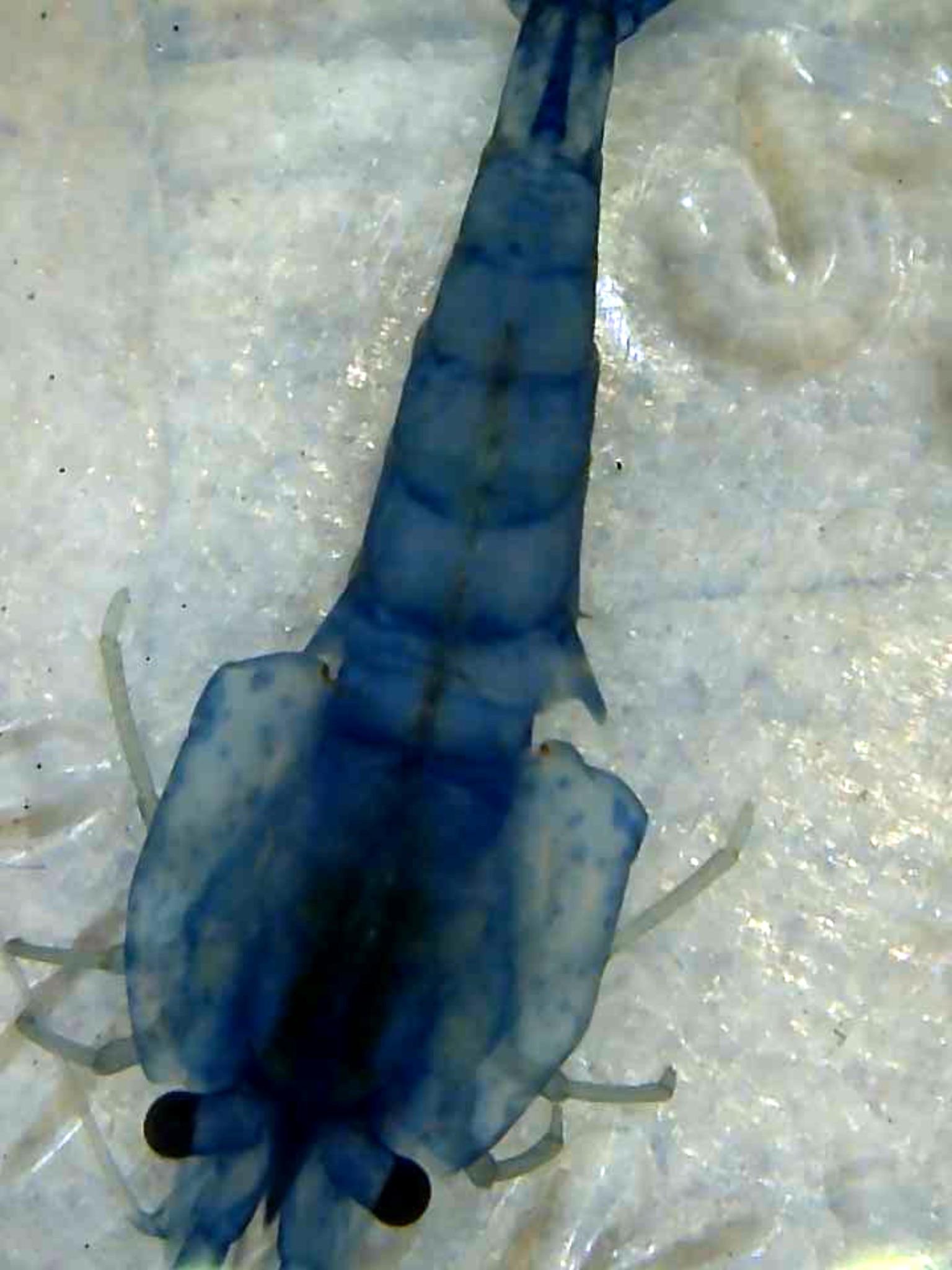 Whats going on with my shrimp? | Scrolller