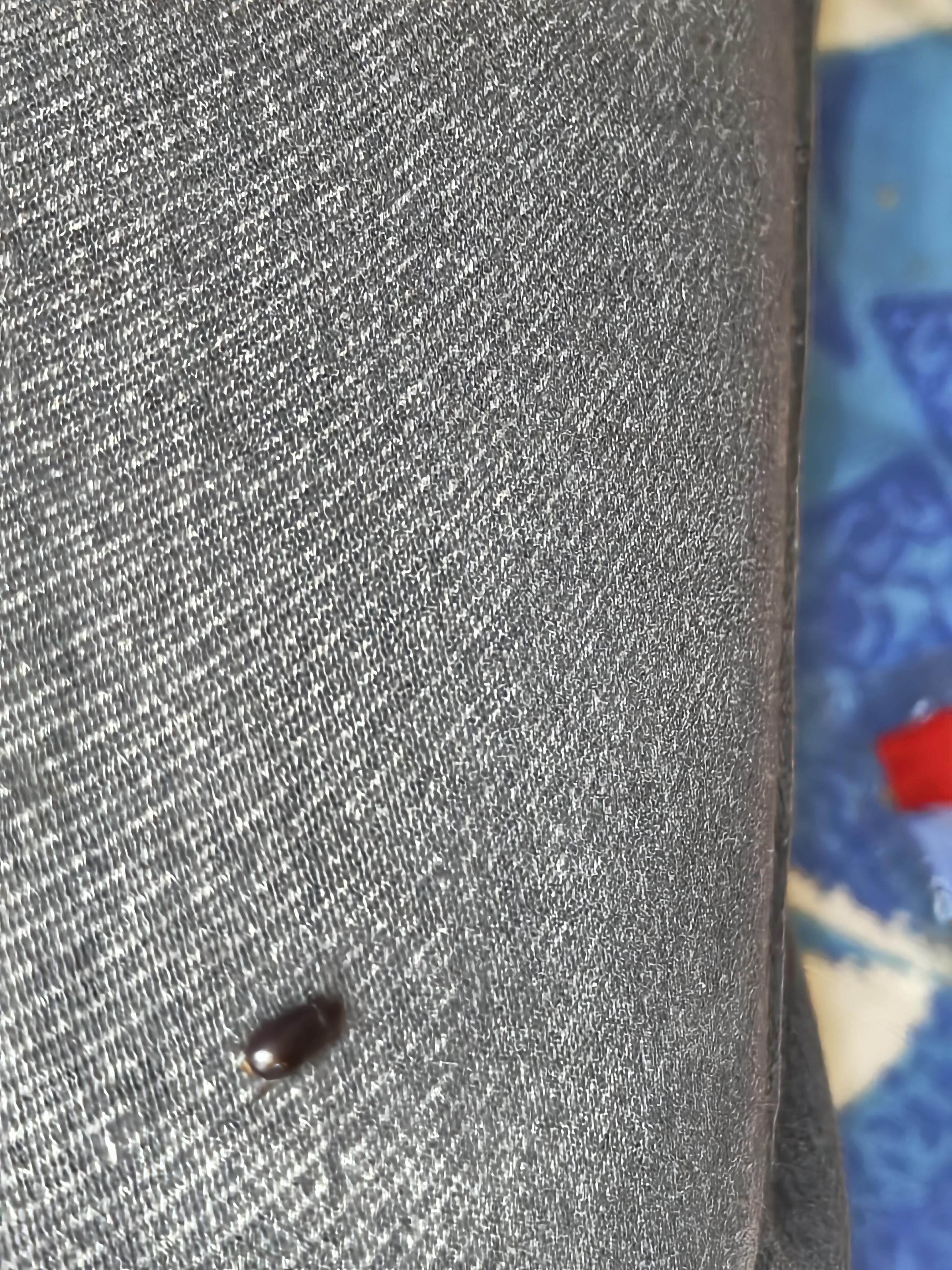 Is this a bed bug | Scrolller