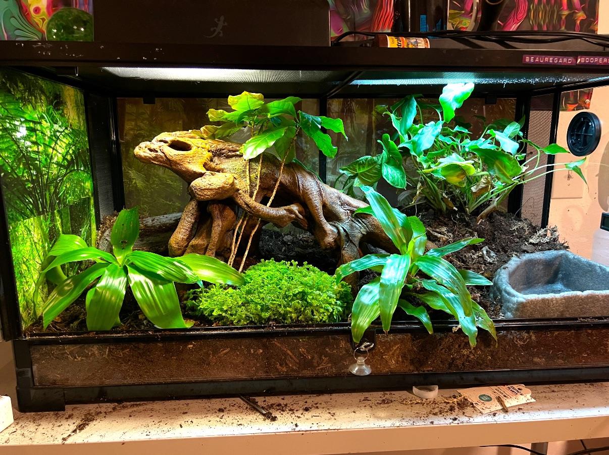 Current Bioactive ball python set up | Scrolller