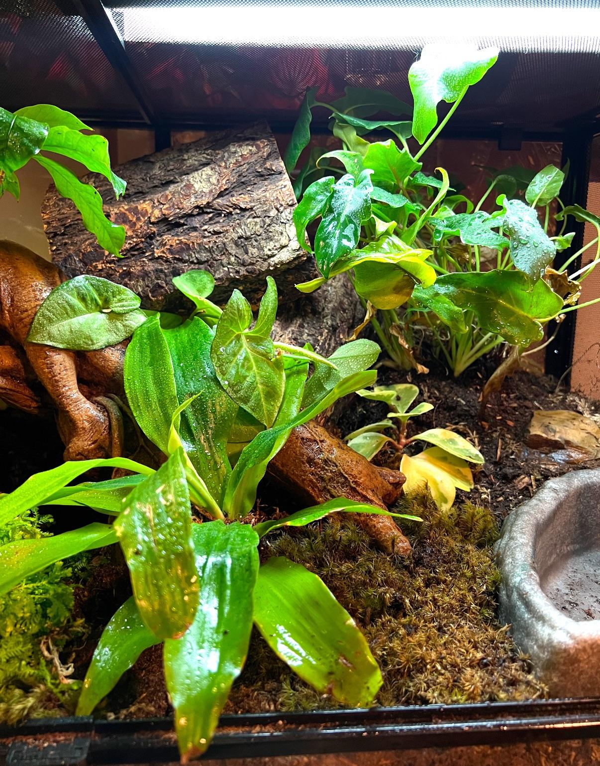 Current Bioactive ball python set up | Scrolller