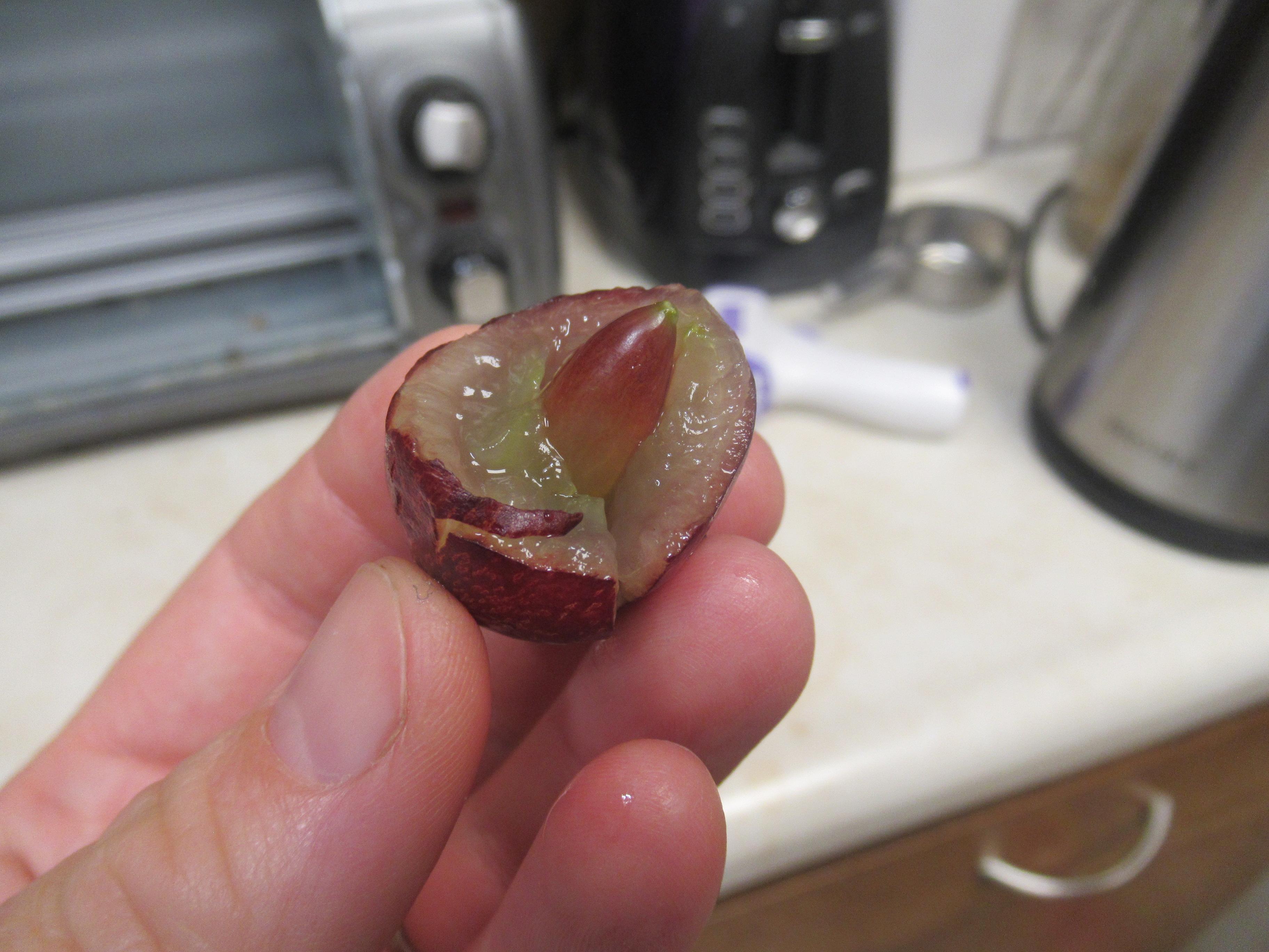 I got a tiny grape inside my grape (OC) | Scrolller
