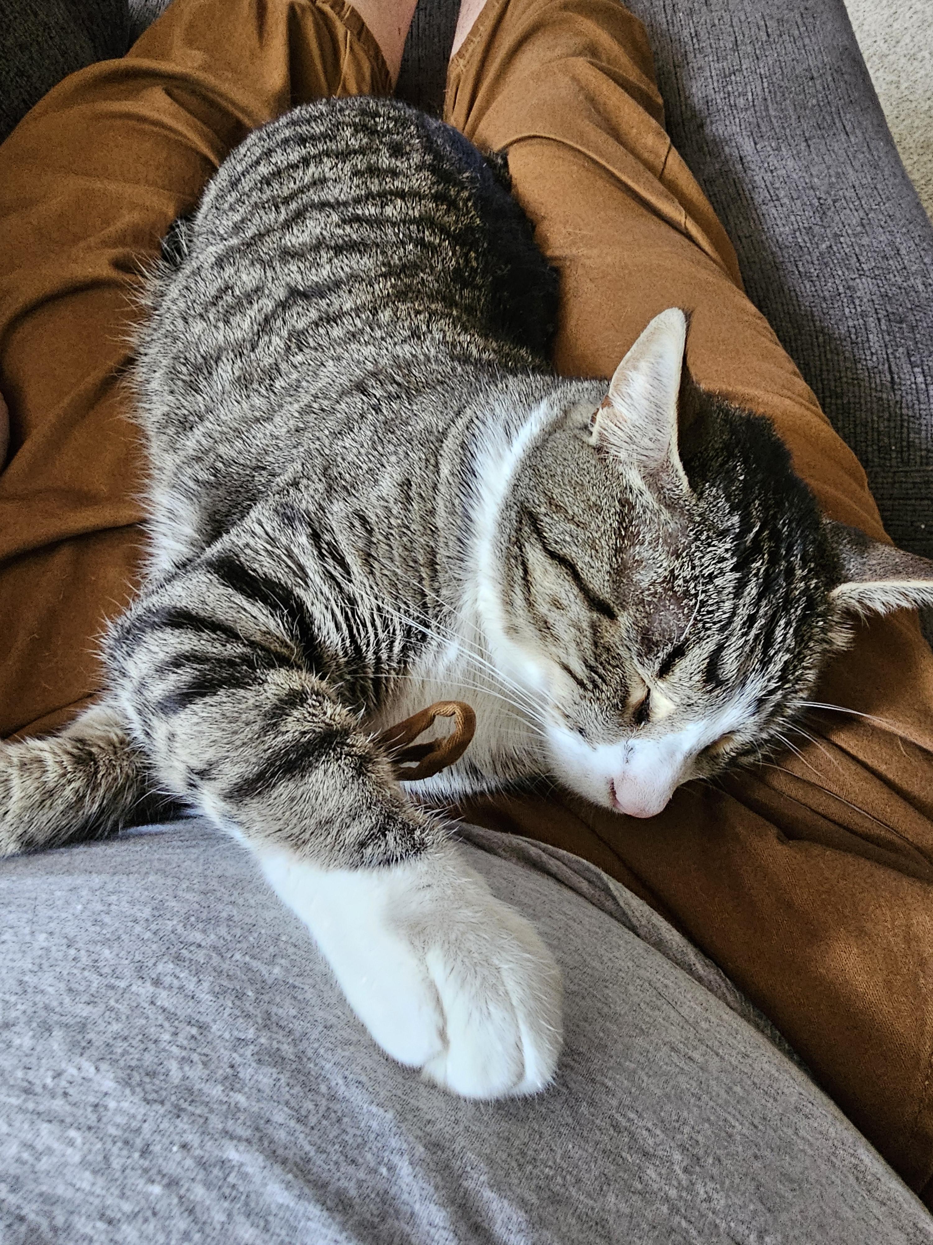 (OC) In the month since Mr. Noodle arrived in our house with our ...