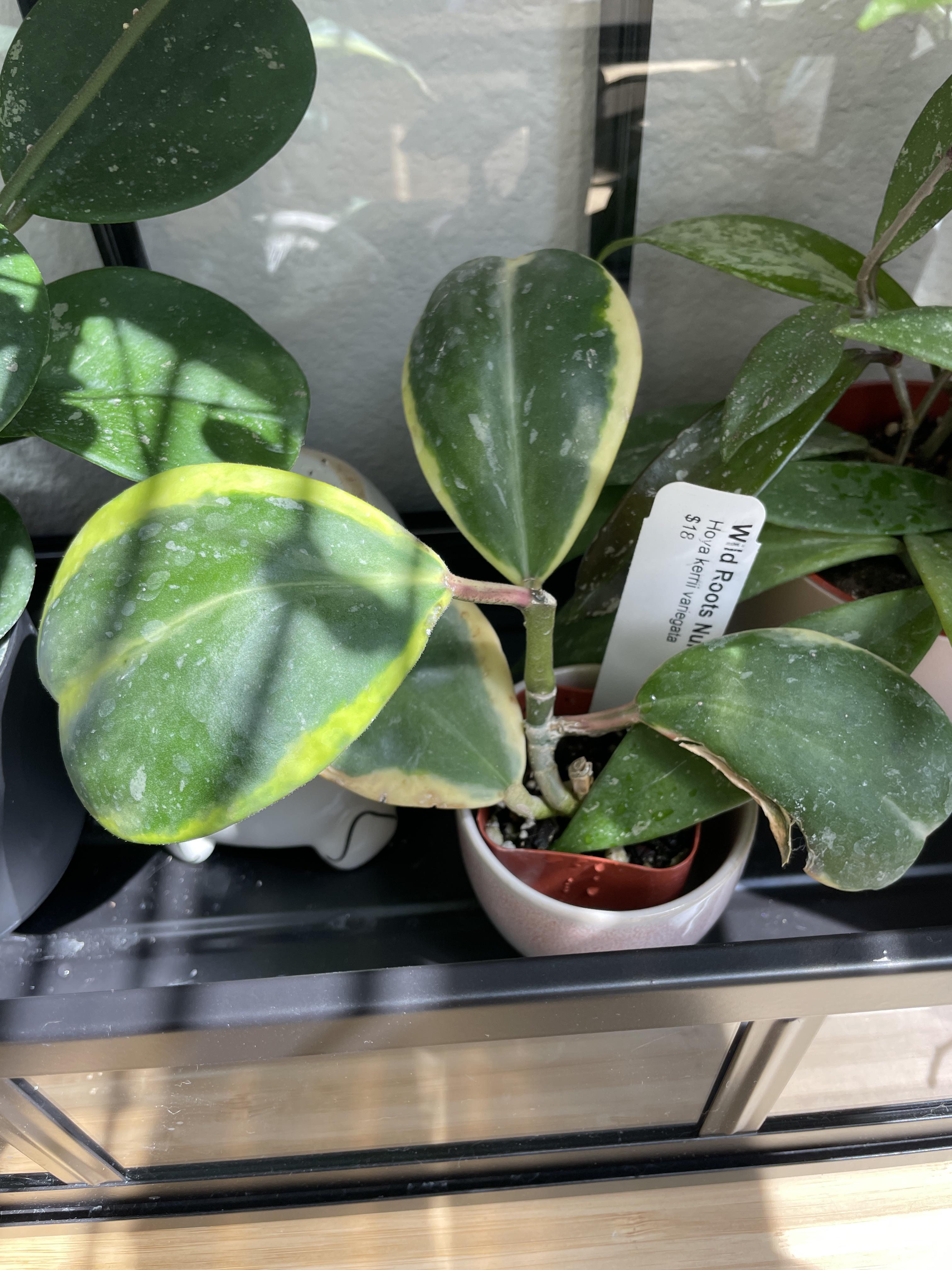 Hoya corner! i keep these guys on my desk so i can stare at them all the time 💖 | Scrolller