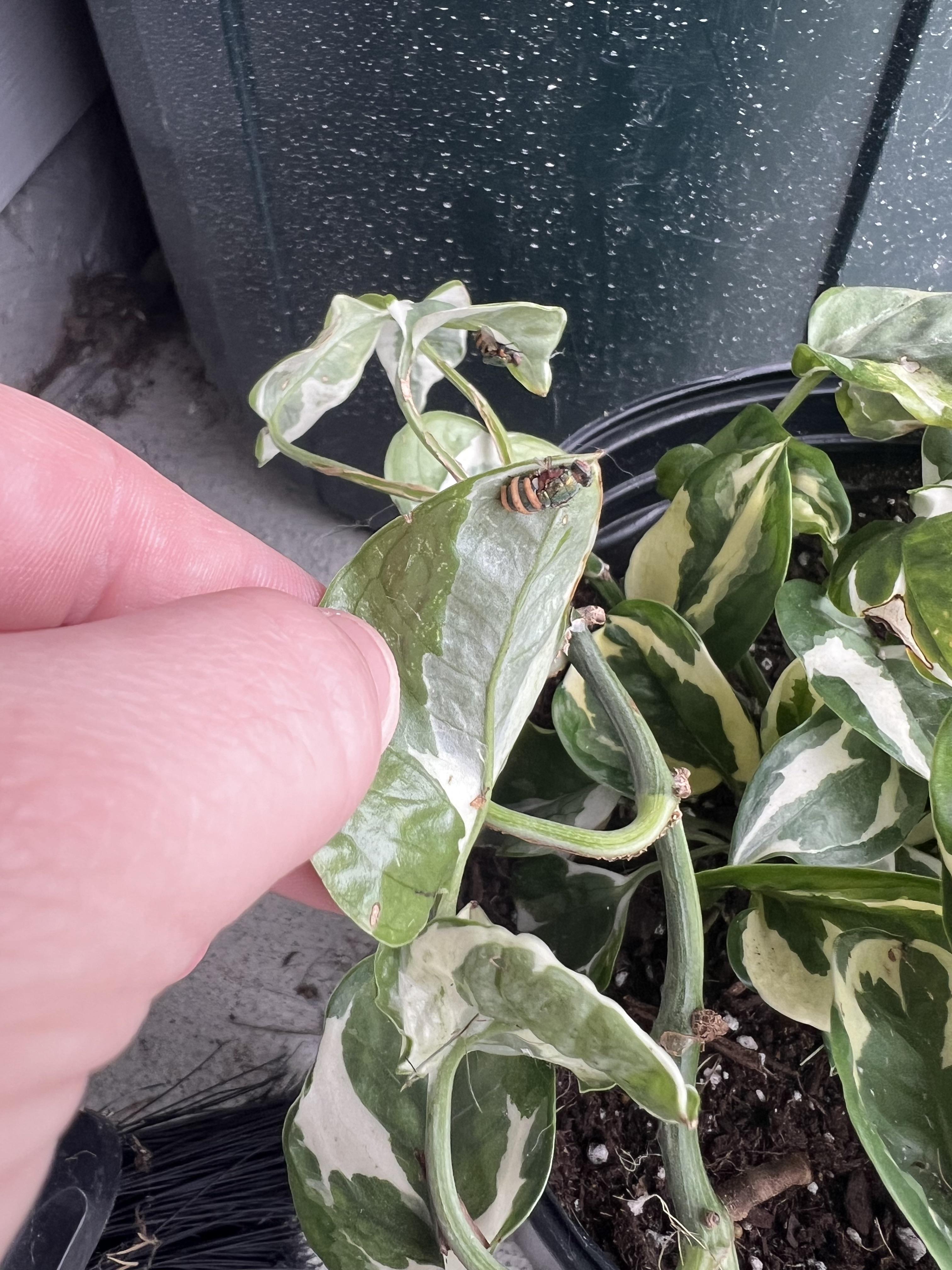 I noticed these yesterday when tending my pothos plant outside | Scrolller