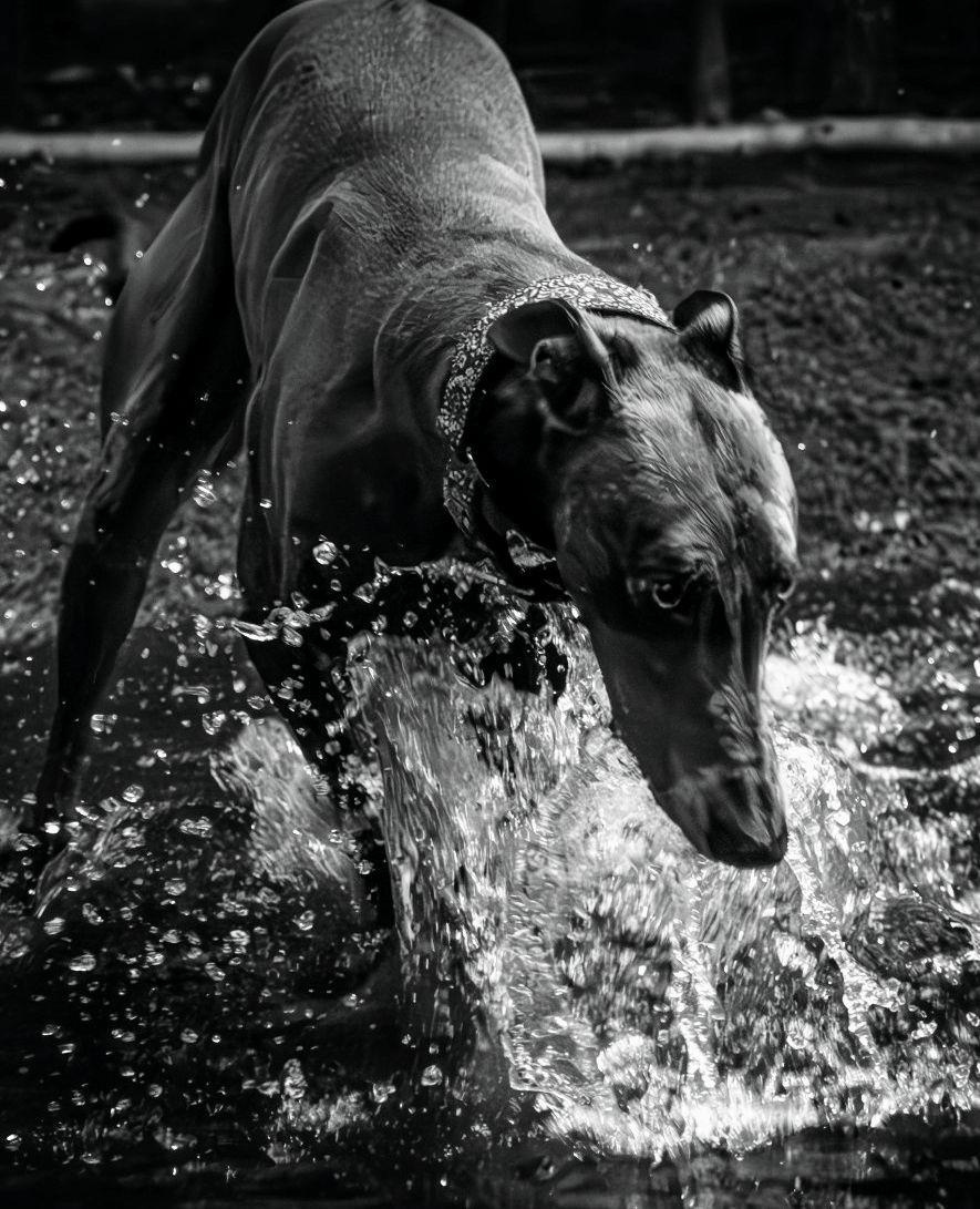Discover more like Greyhounds: Albus versus Water and Related Content ...