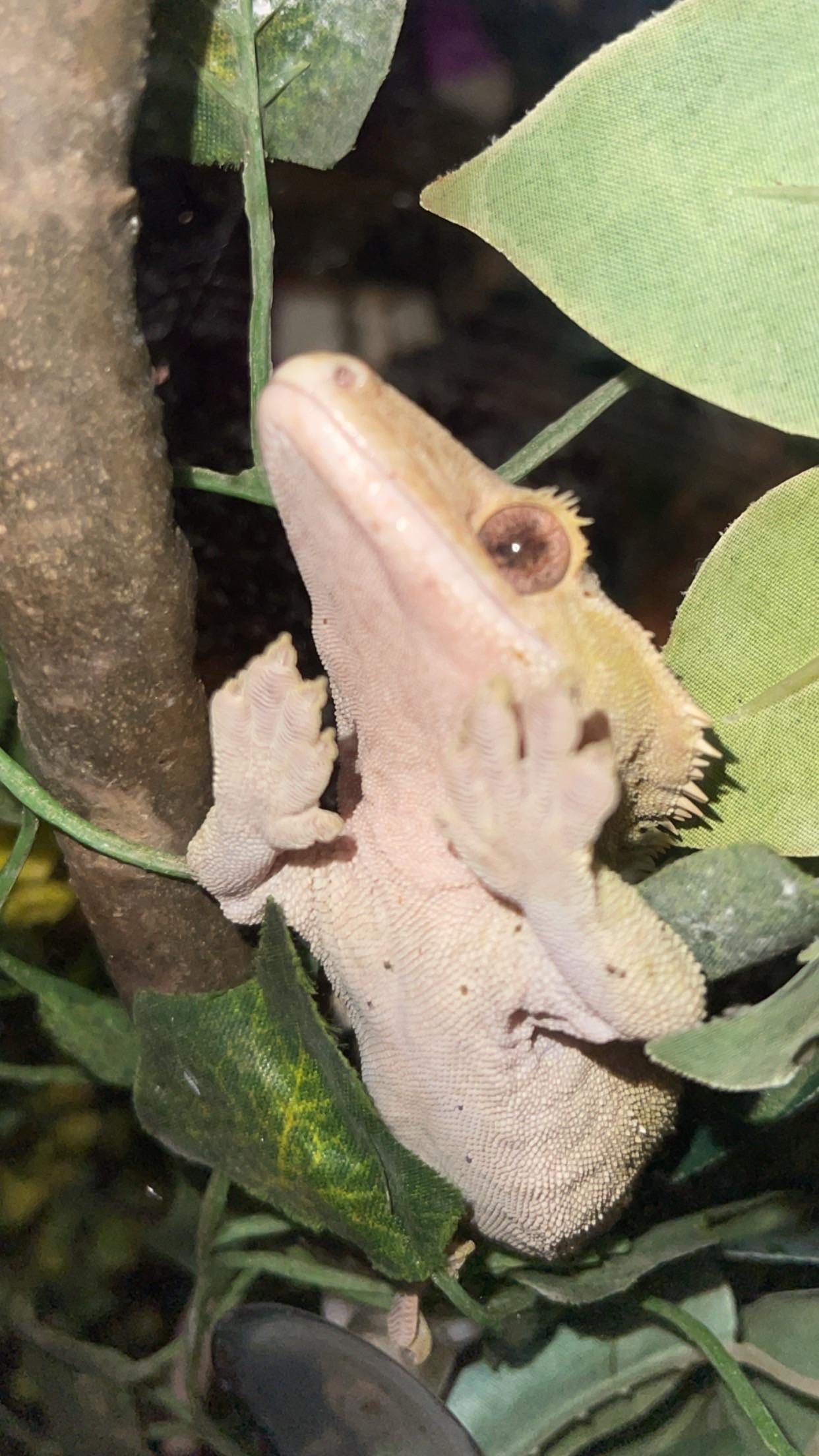 Our babies Nugget & Noodle | Scrolller