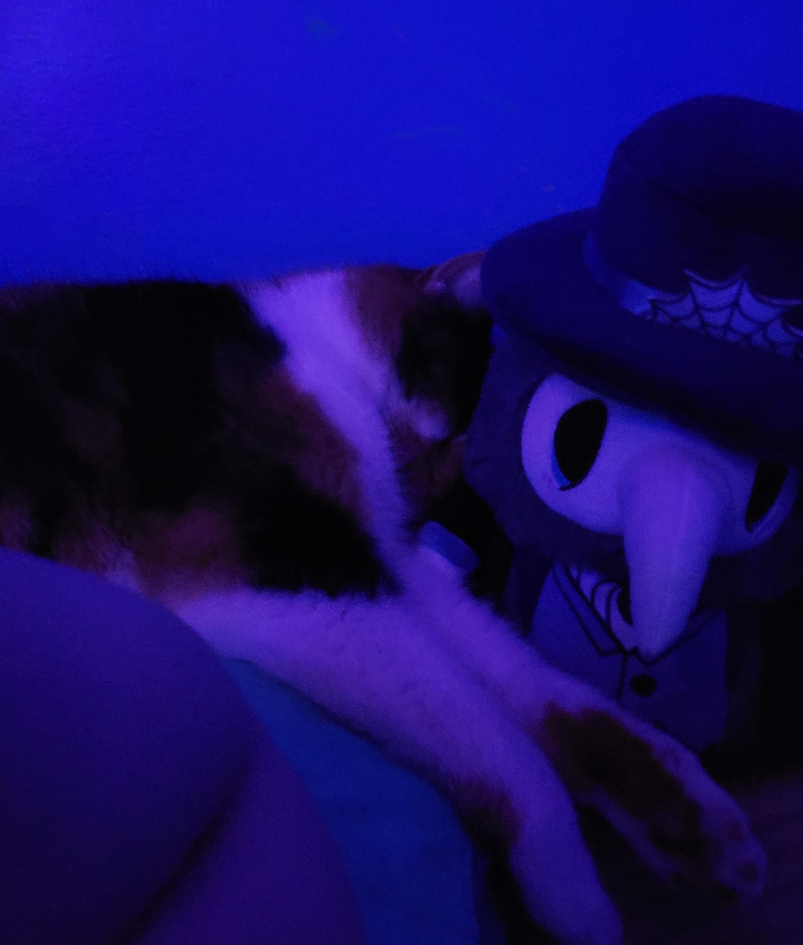 Some Of My Cats | Scrolller