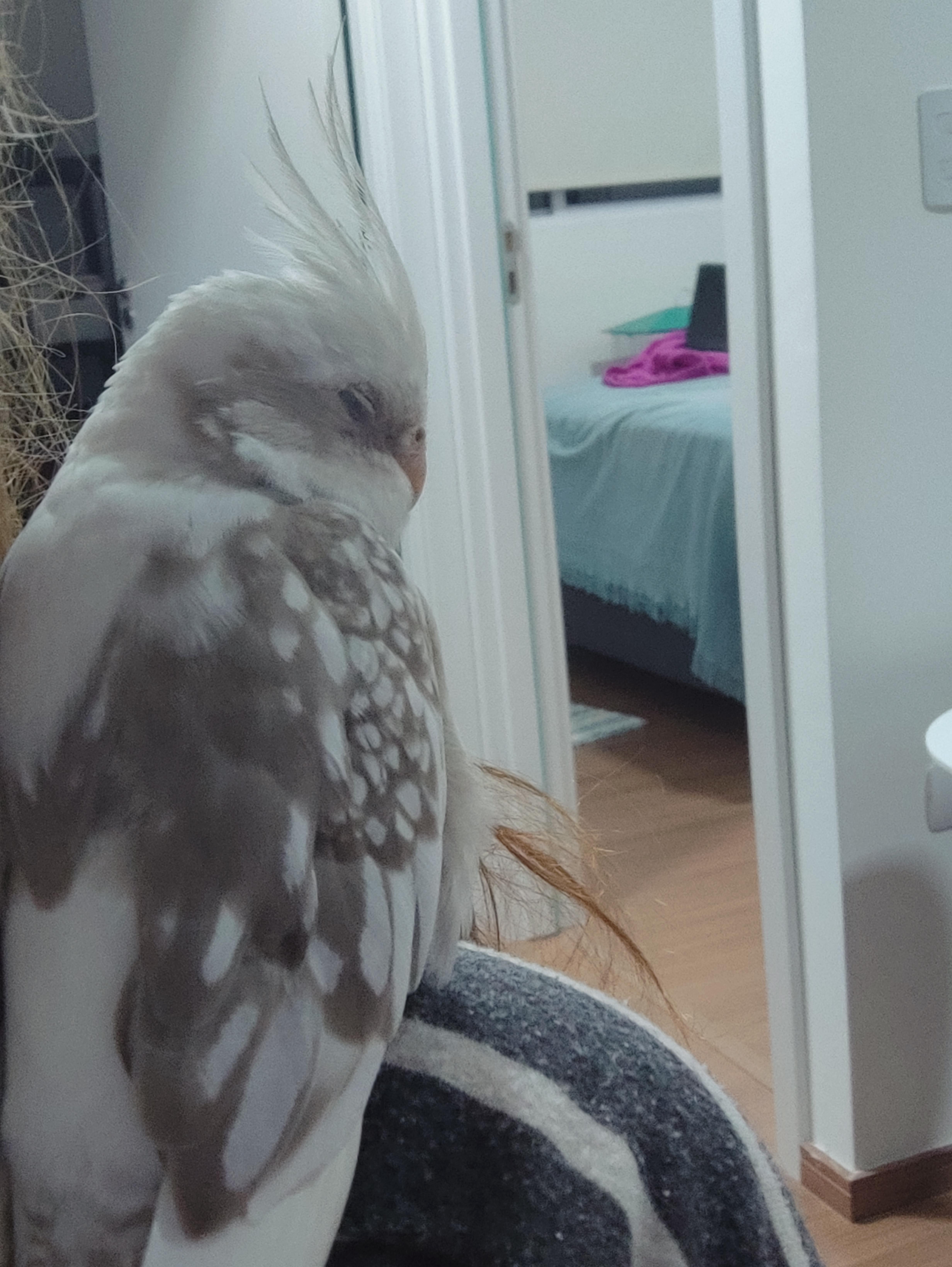 Chilling on my shoulder | Scrolller